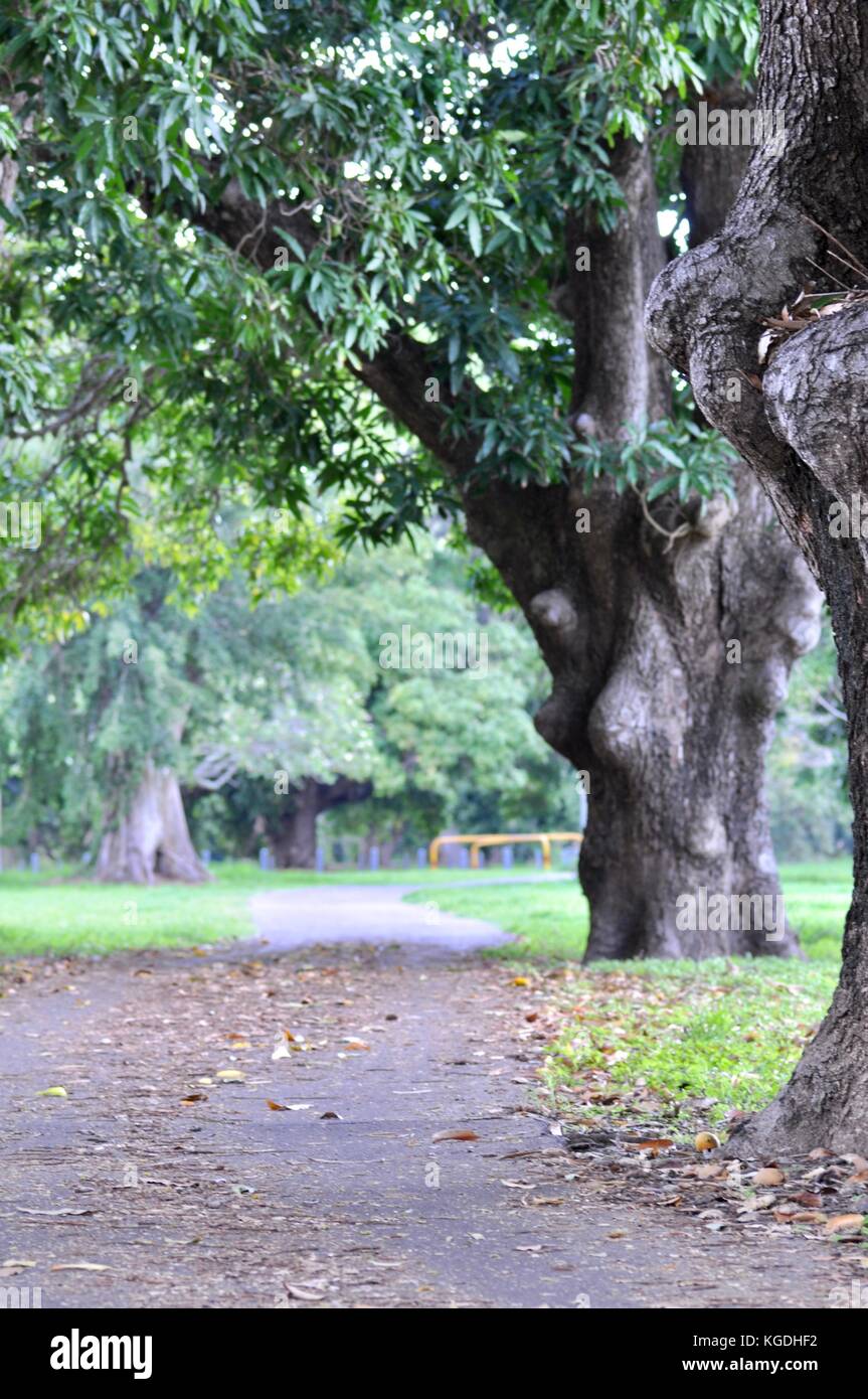 Mango tree australia hi-res stock photography and images - Alamy