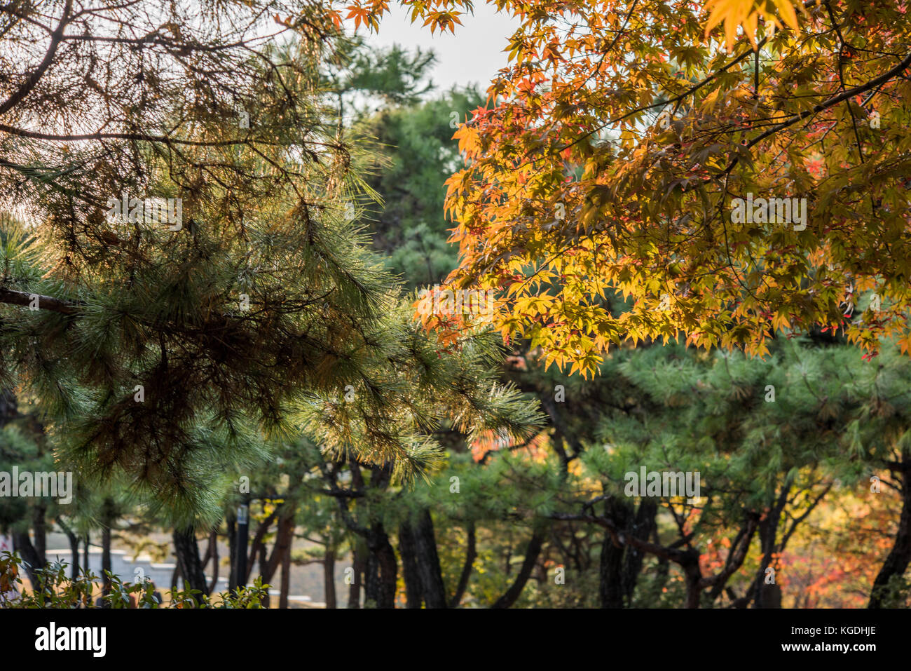 A pine tree and a maple tree Stock Photo - Alamy