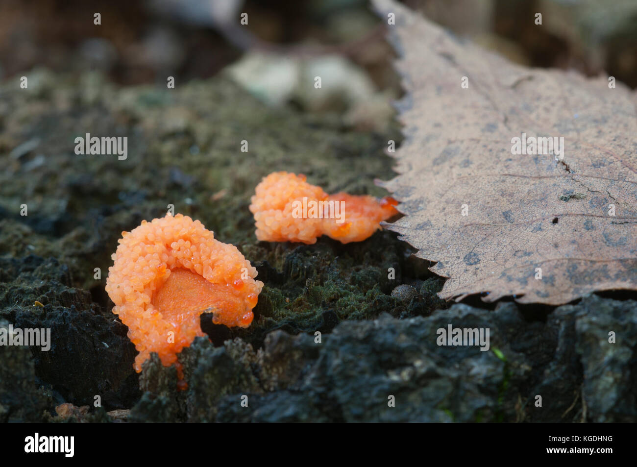 Mushrooms (slime mould Tubifera ferruginosa) on an old stump Stock ...