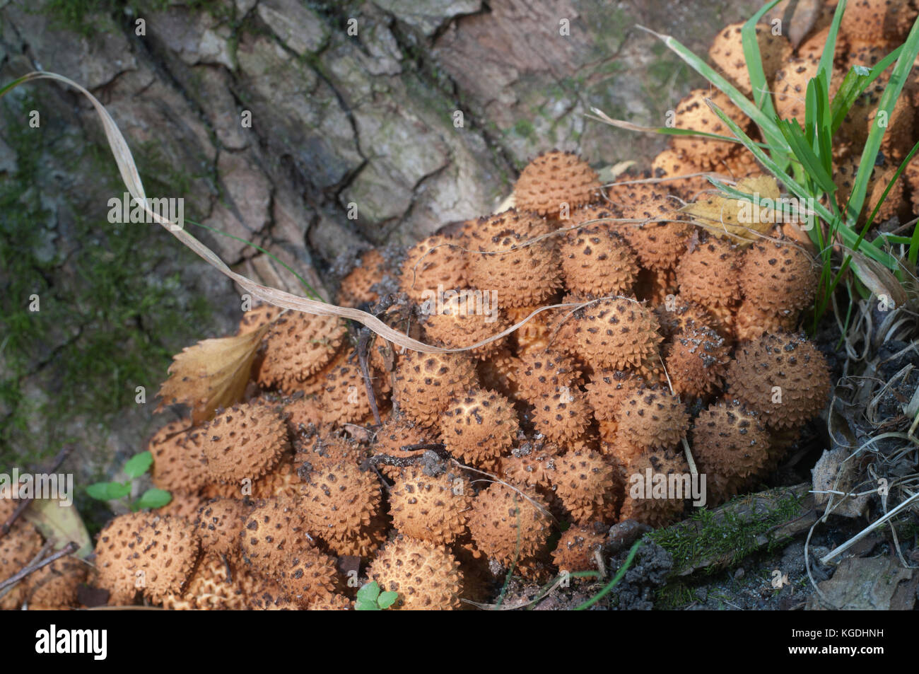 Armillaria mellea, honey fungus on an old willow tree Stock Photo - Alamy