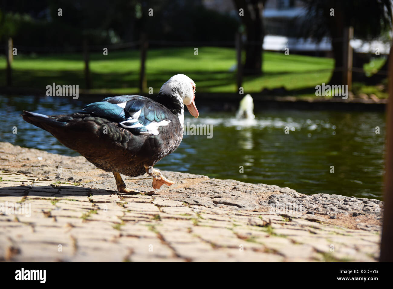 Duck walking the park Stock Photo - Alamy