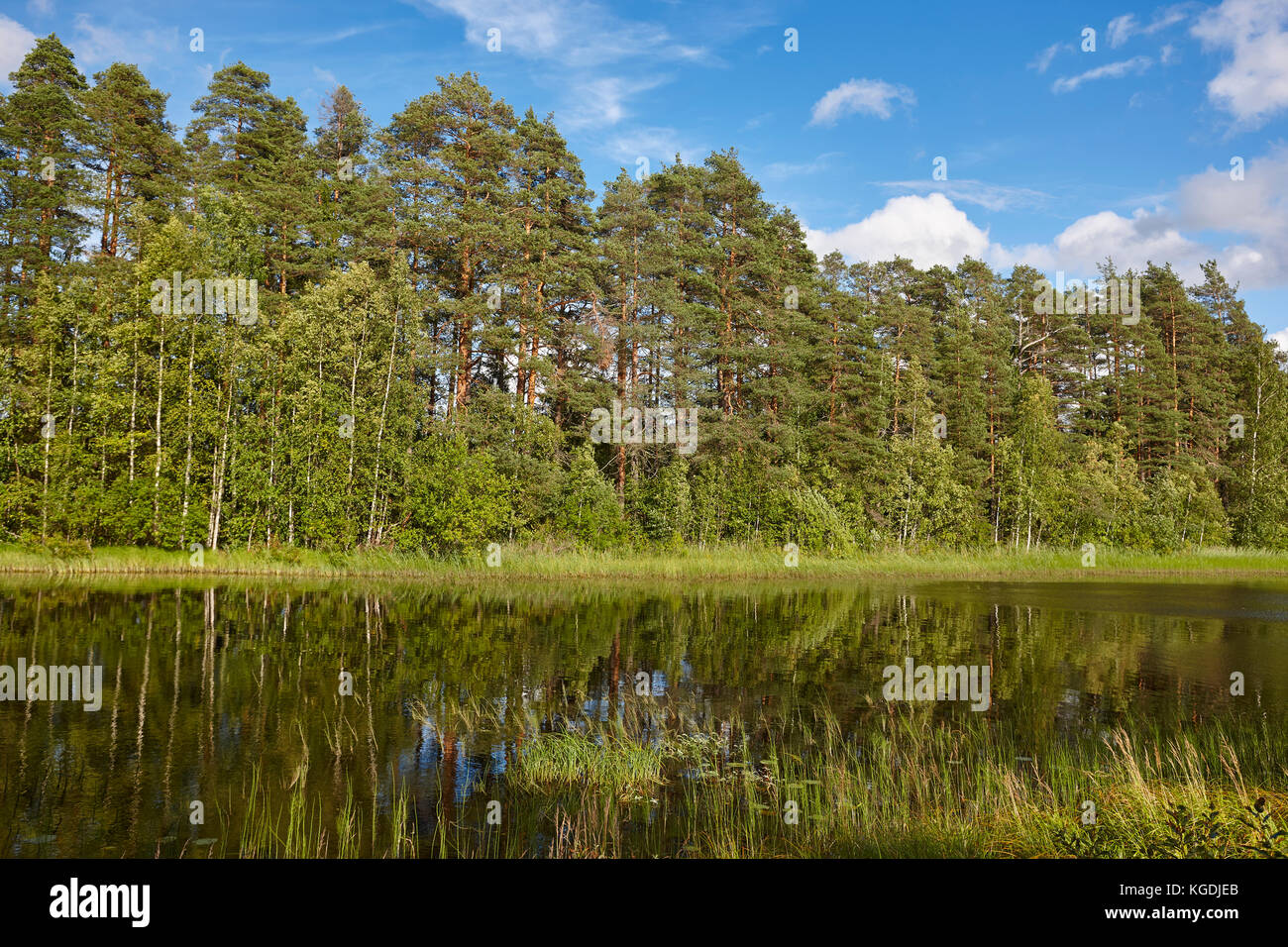 Finland sunny landscape with forest and lake. Finnish nature background ...