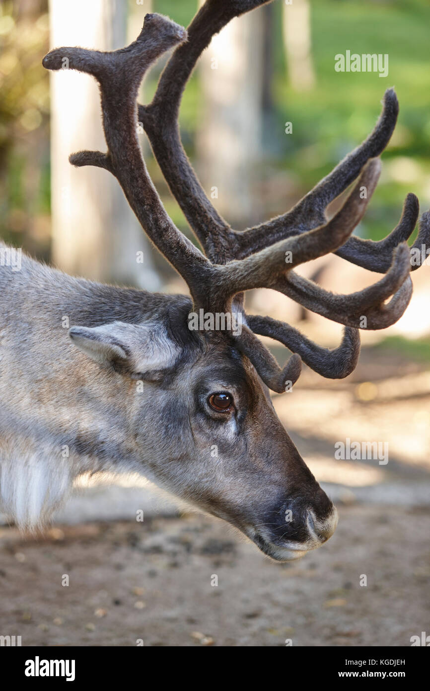Wild reindeer head detail in the forest. Animal background. Finland ...