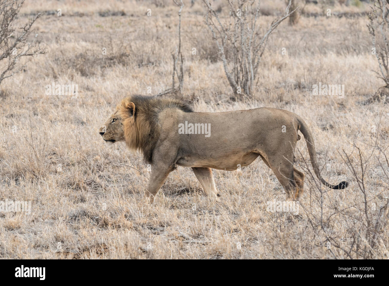 A male Lion (Panthera leo) walking through savanna Stock Photo - Alamy