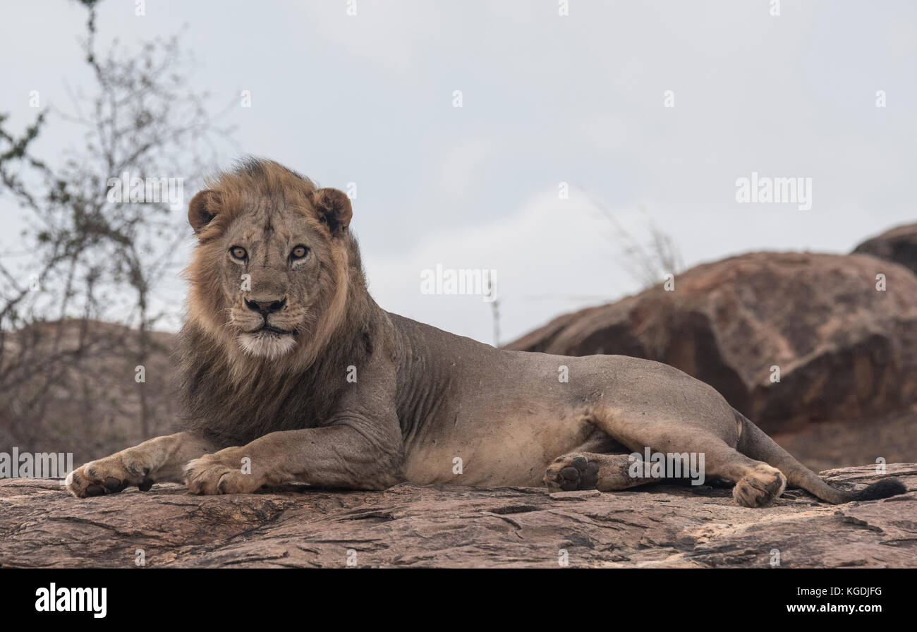 Lion Lying Down Side View