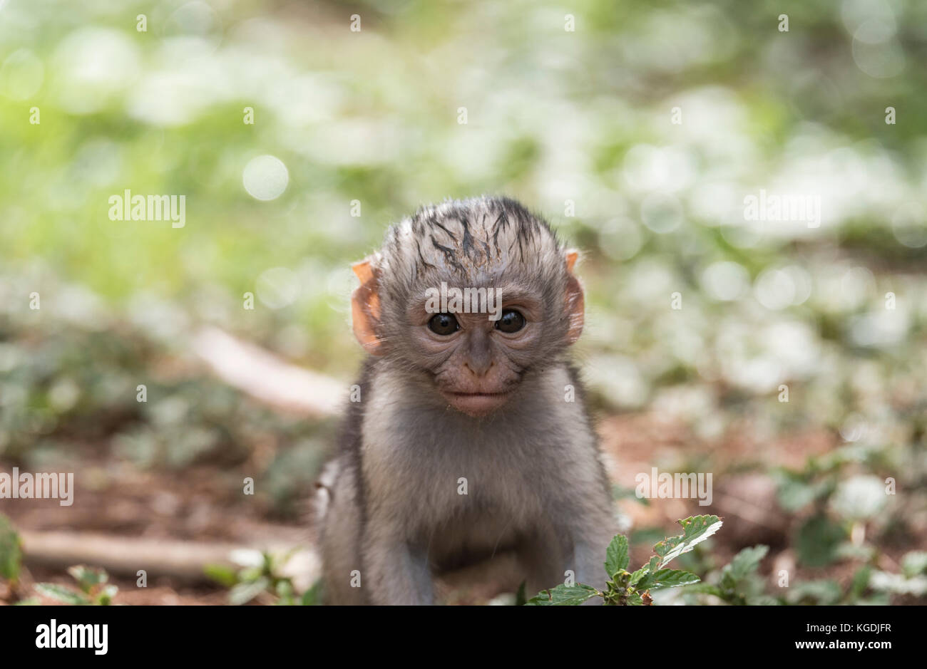 Baby Vervet Monkey (Cercopithecus aethiops Stock Photo - Alamy