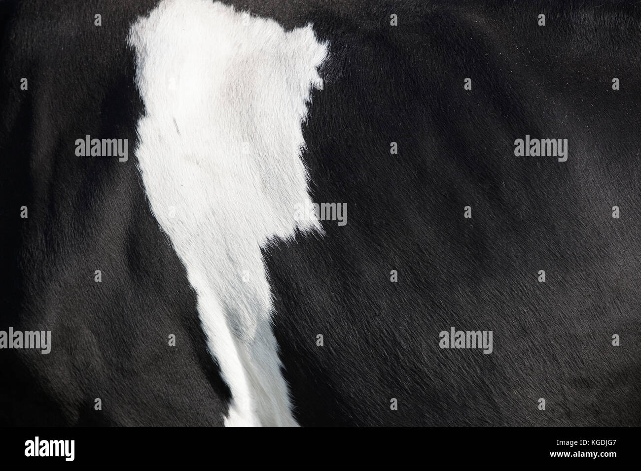 closeup of black and white hide on side of holstein cow Stock Photo - Alamy