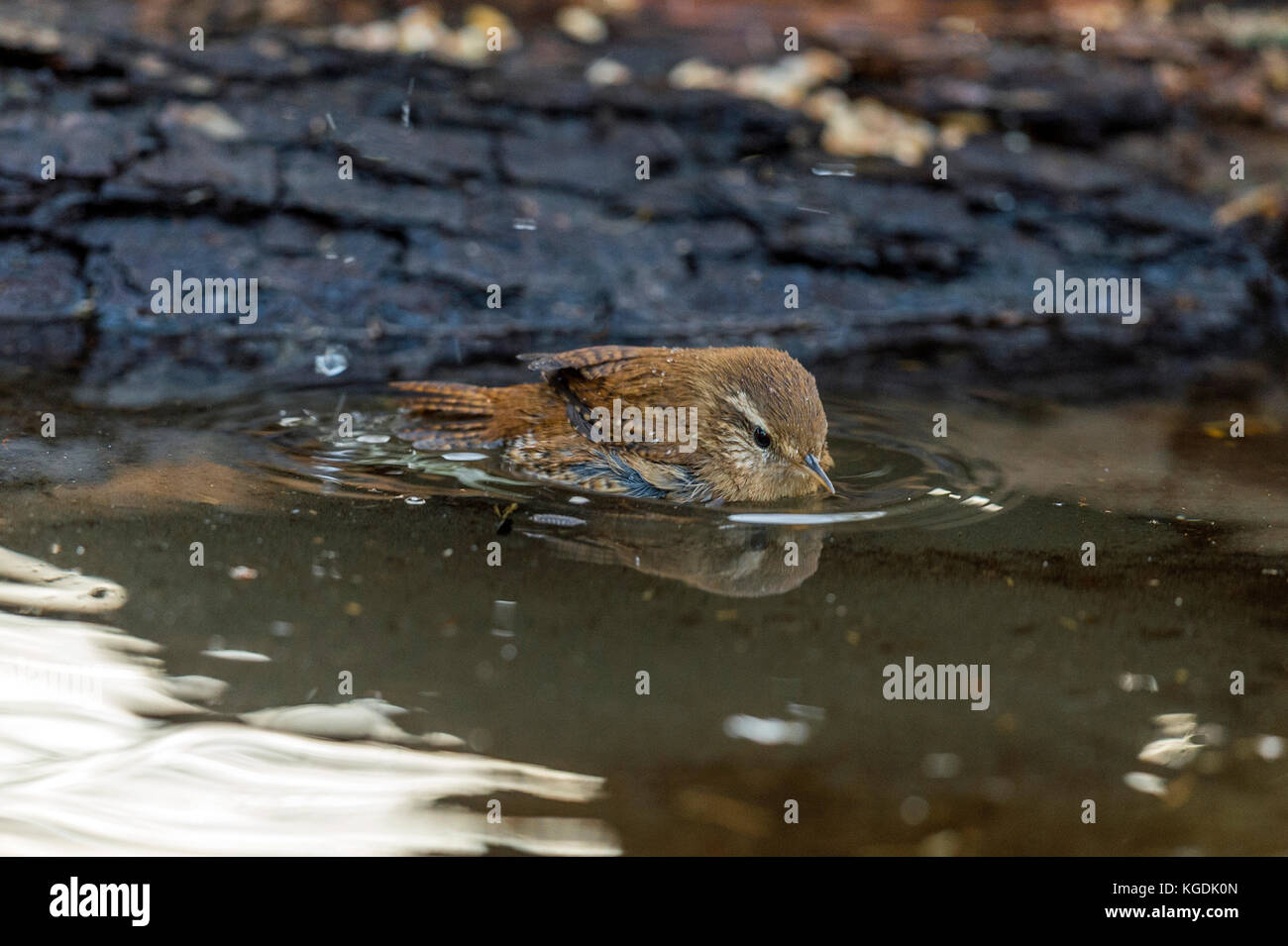 British Wildlife in Natural Habitat. Our National Treasure a beautiful ...