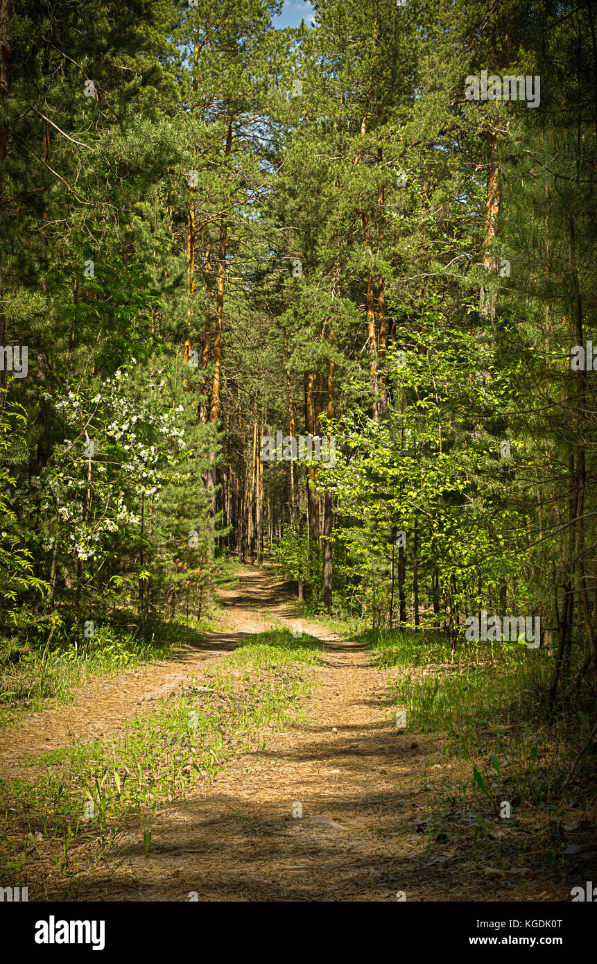 Sunny pathway in the forest on a summer day with shadows from the pine ...
