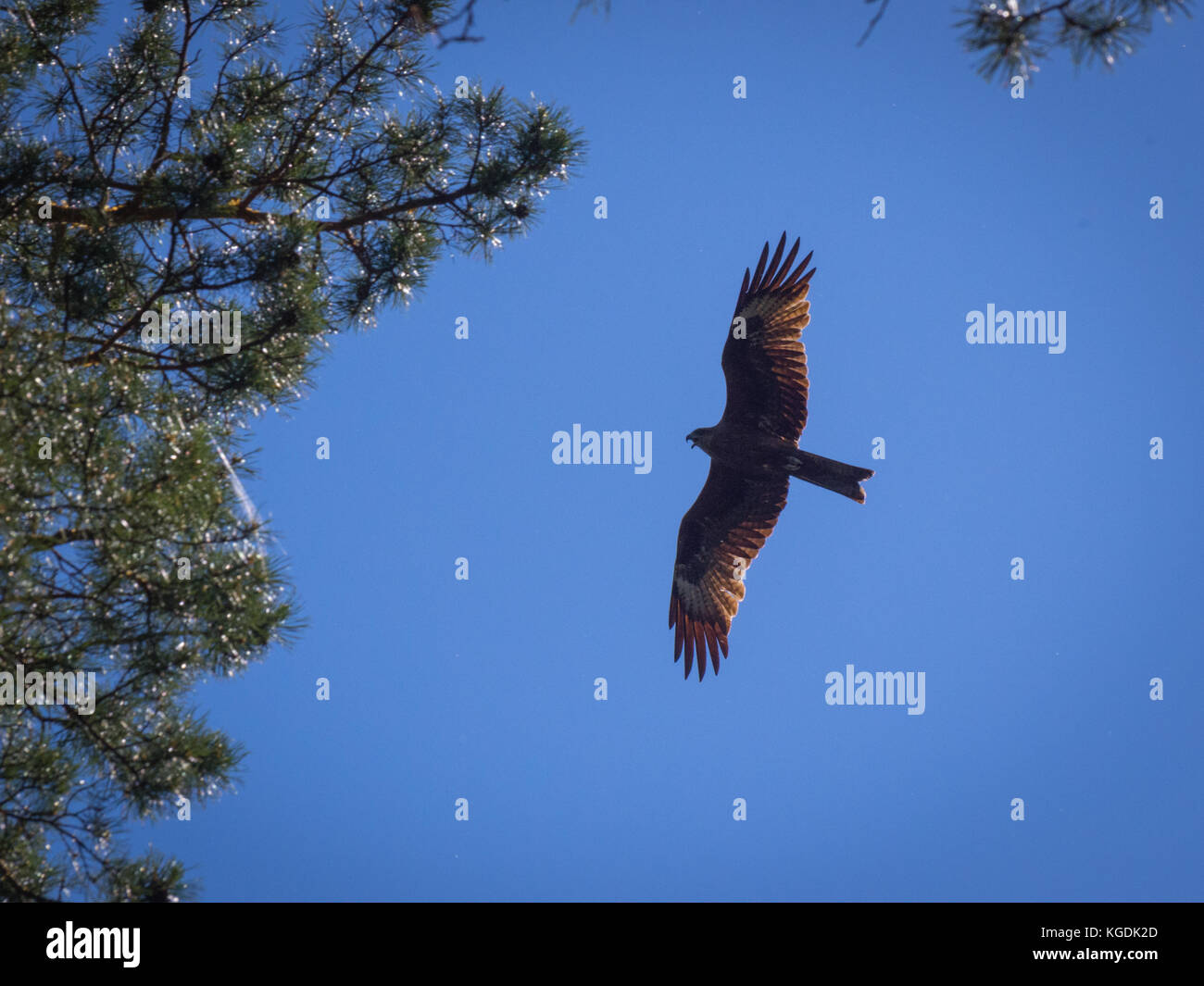 Black kite, spread wings flying in the blue sky above the pine trees ...