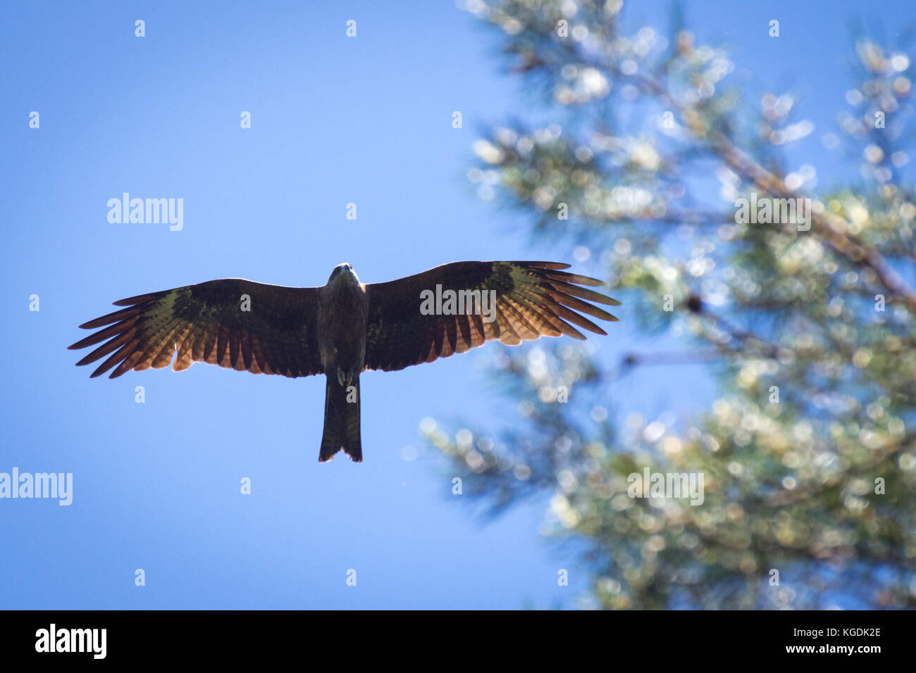 Black kite, spread wings flying in the blue sky above the pine trees ...