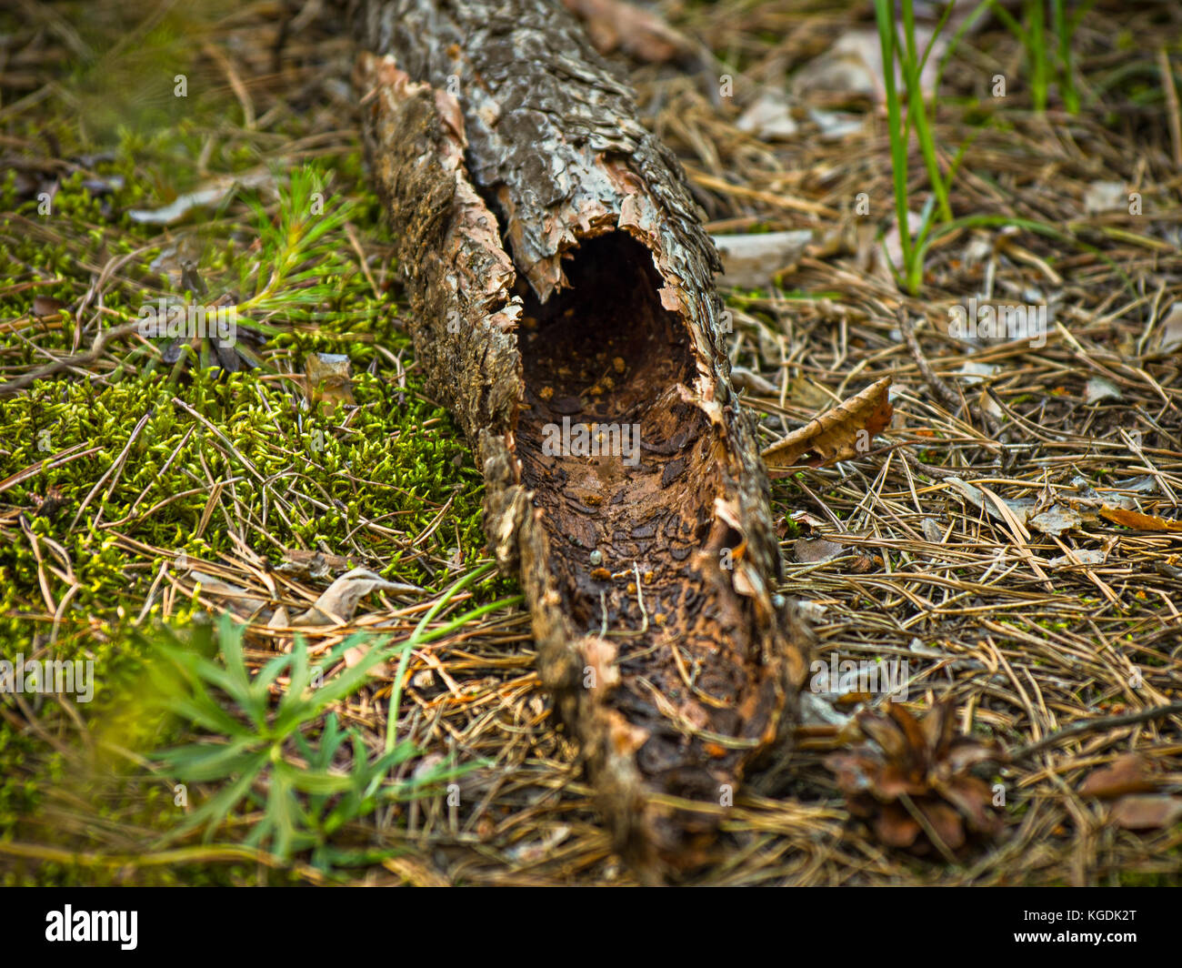 Piece of a hollow tree trunk with a dark tunnel hole Stock Photo - Alamy