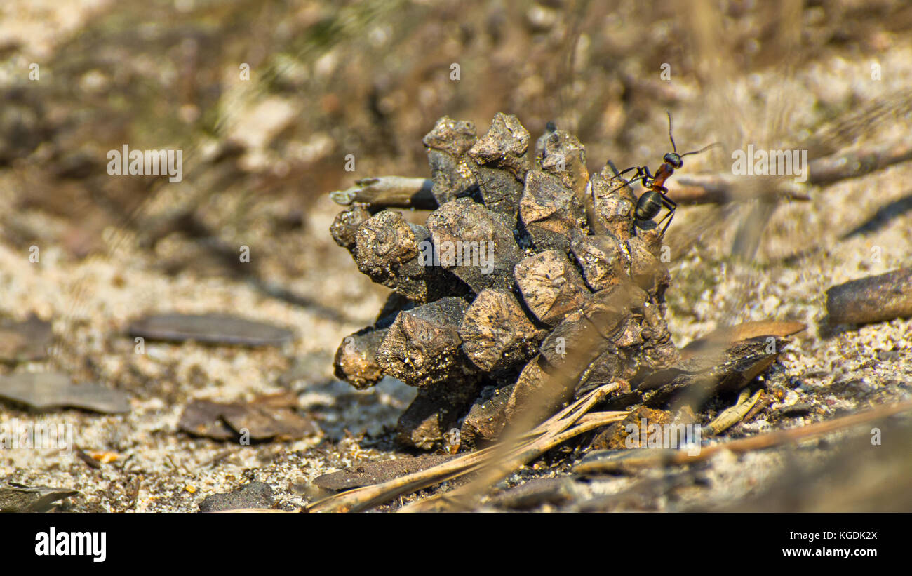 Ant climbing hi-res stock photography and images - Alamy
