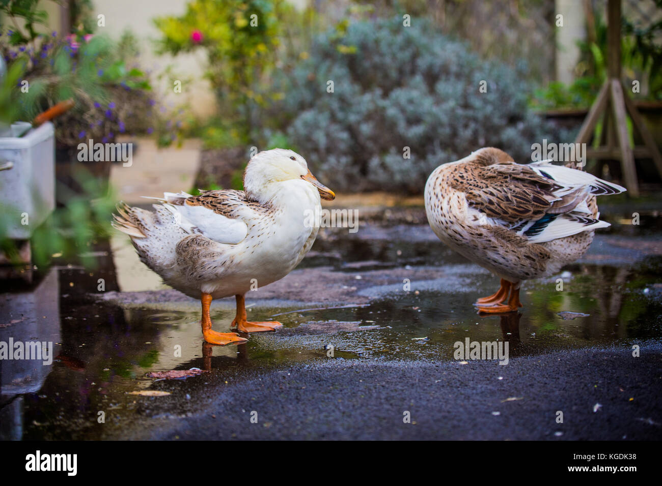 Duck preening after bathing Stock Photo - Alamy