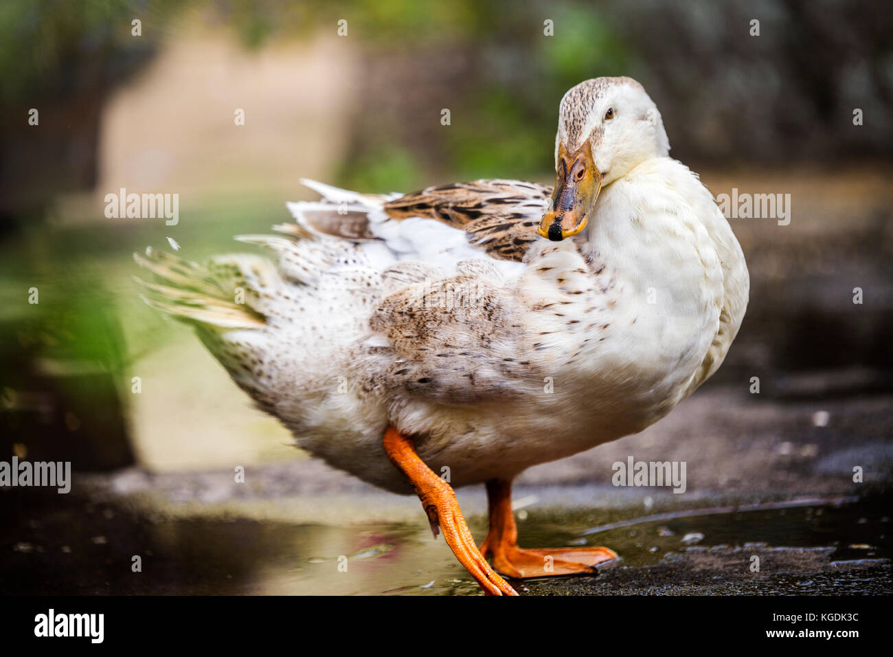 Duck preening after bathing Stock Photo - Alamy