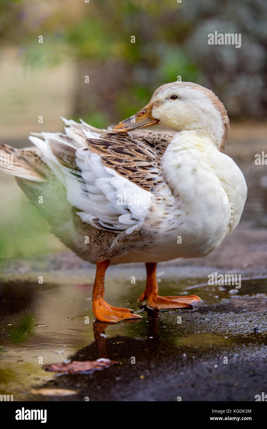 Endangered duck breed hi-res stock photography and images - Alamy