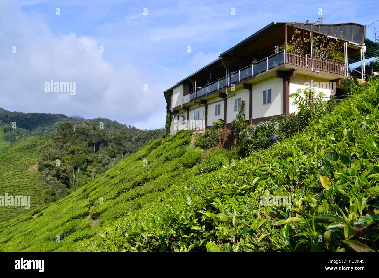 a tea plantation at Cameron Highlands Stock Photo - Alamy
