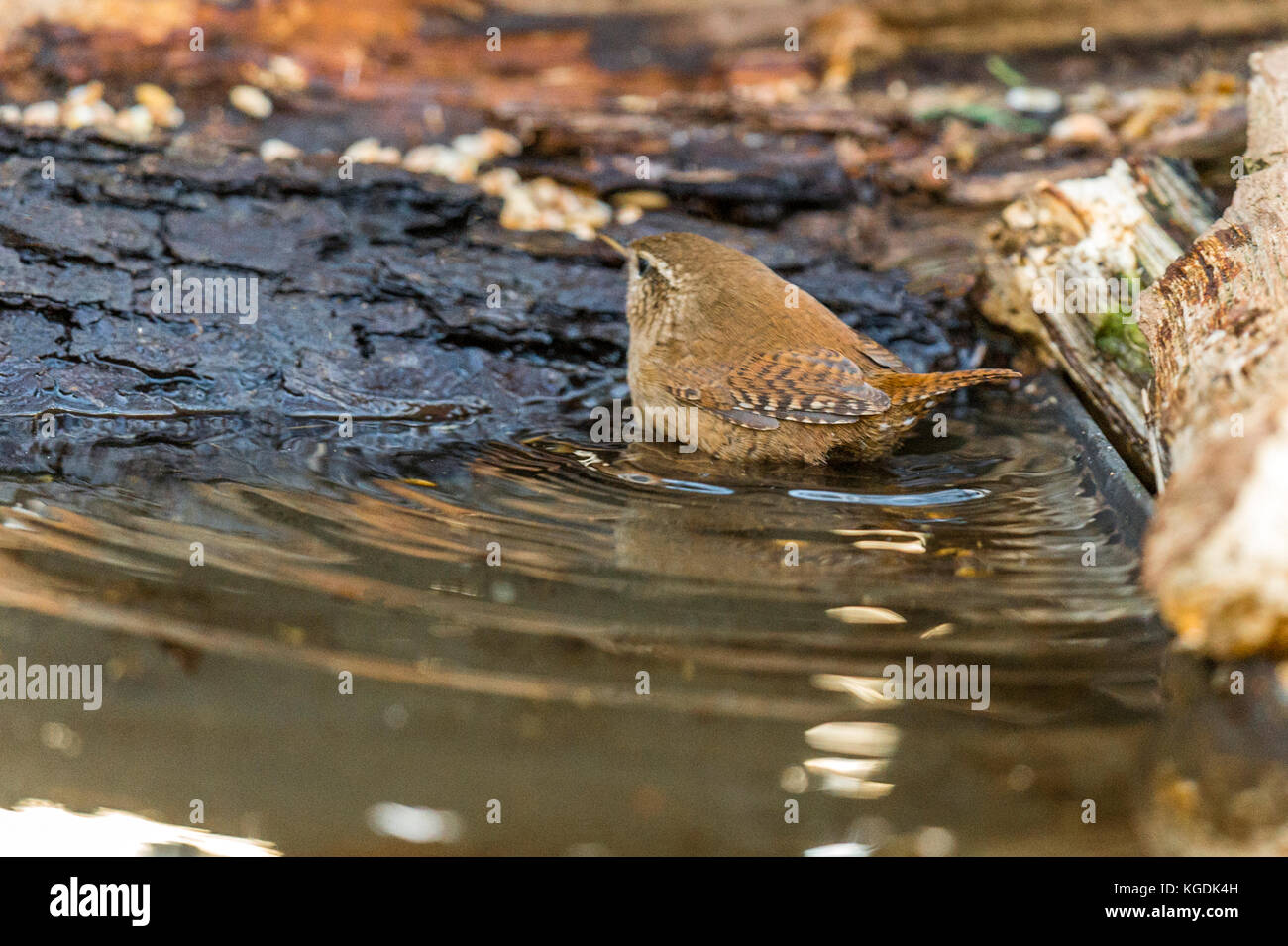British Wildlife in Natural Habitat. Our National Treasure a beautiful ...