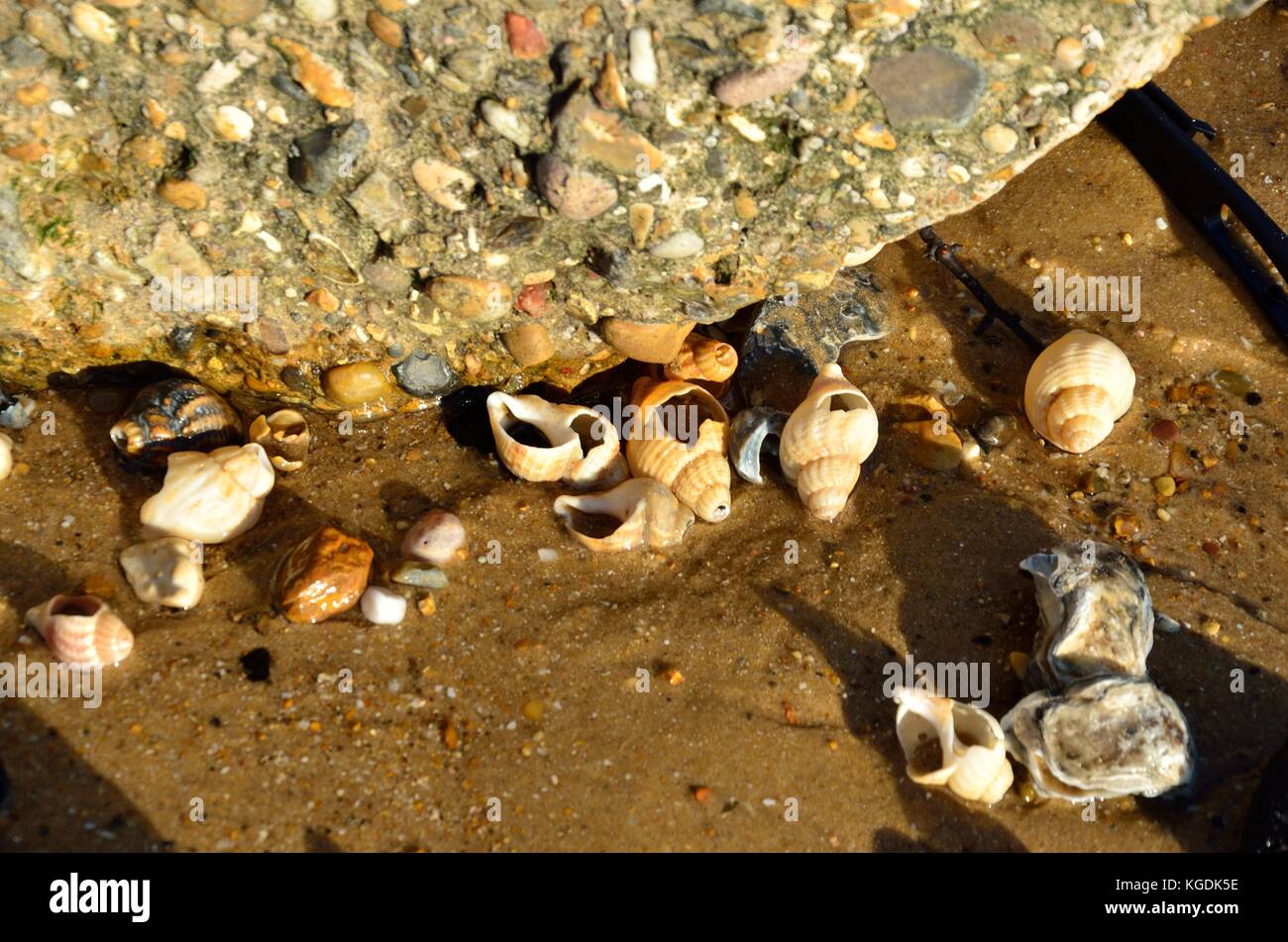 Group of sea shells on beach Stock Photo - Alamy