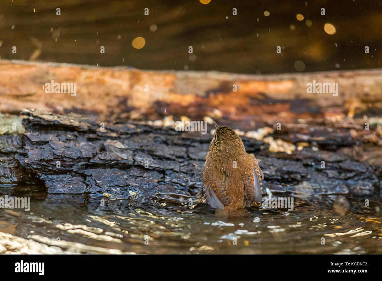 British Wildlife in Natural Habitat. Our National Treasure a beautiful ...