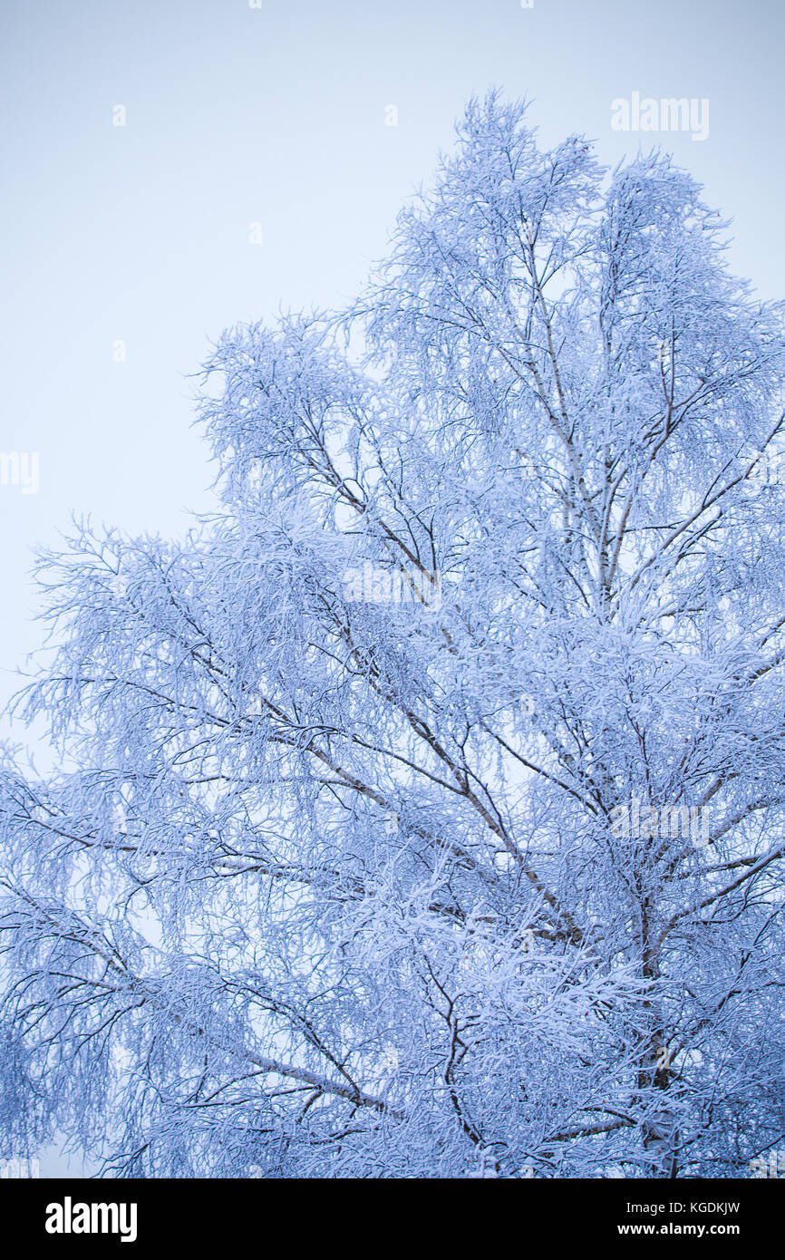 First snow on branches of frosty tree in morning snowbound forest Stock ...