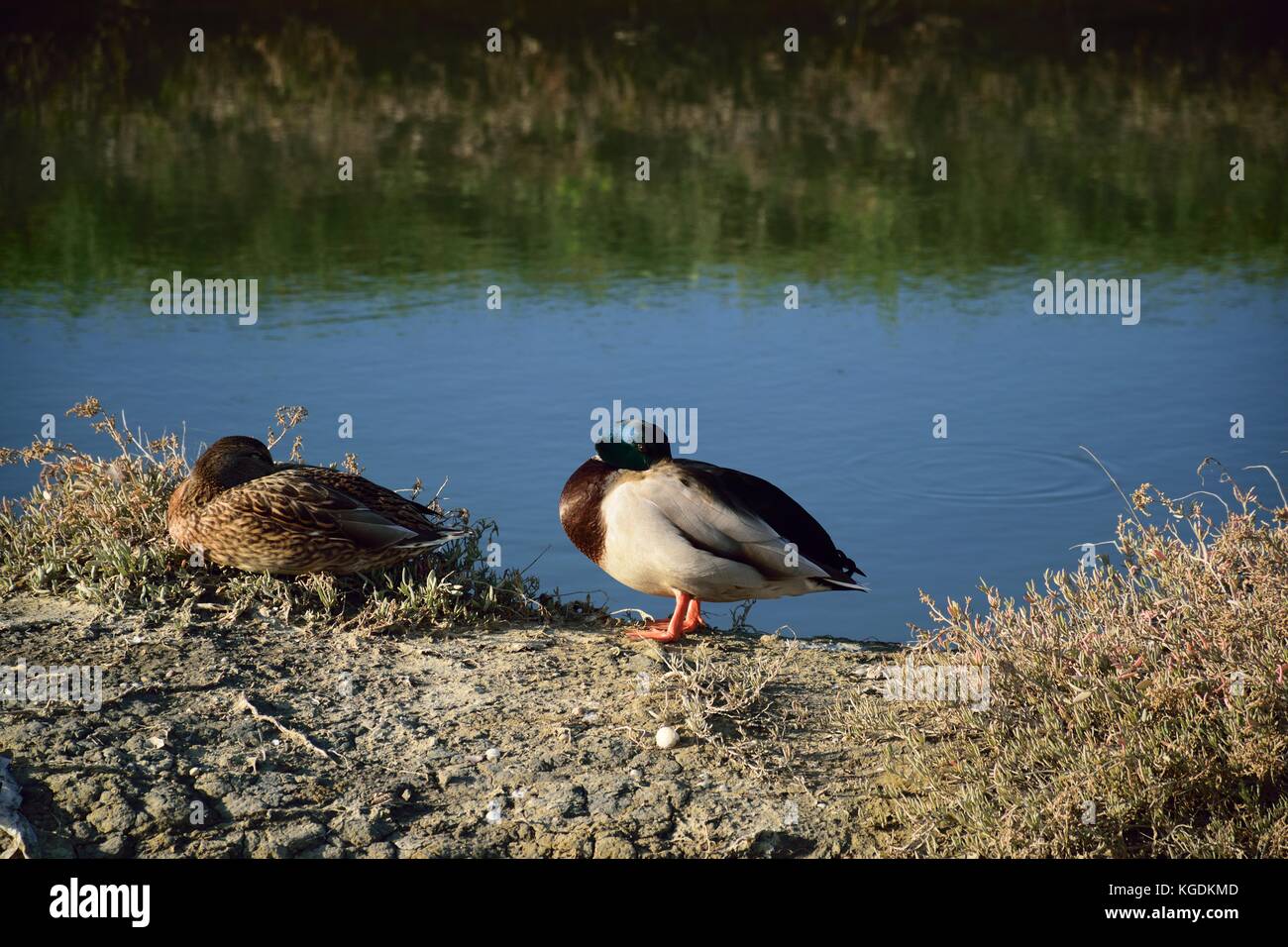 Duck lake trail hi-res stock photography and images - Alamy