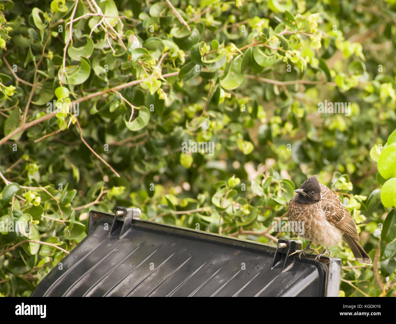 nature at its best, insects Stock Photo - Alamy