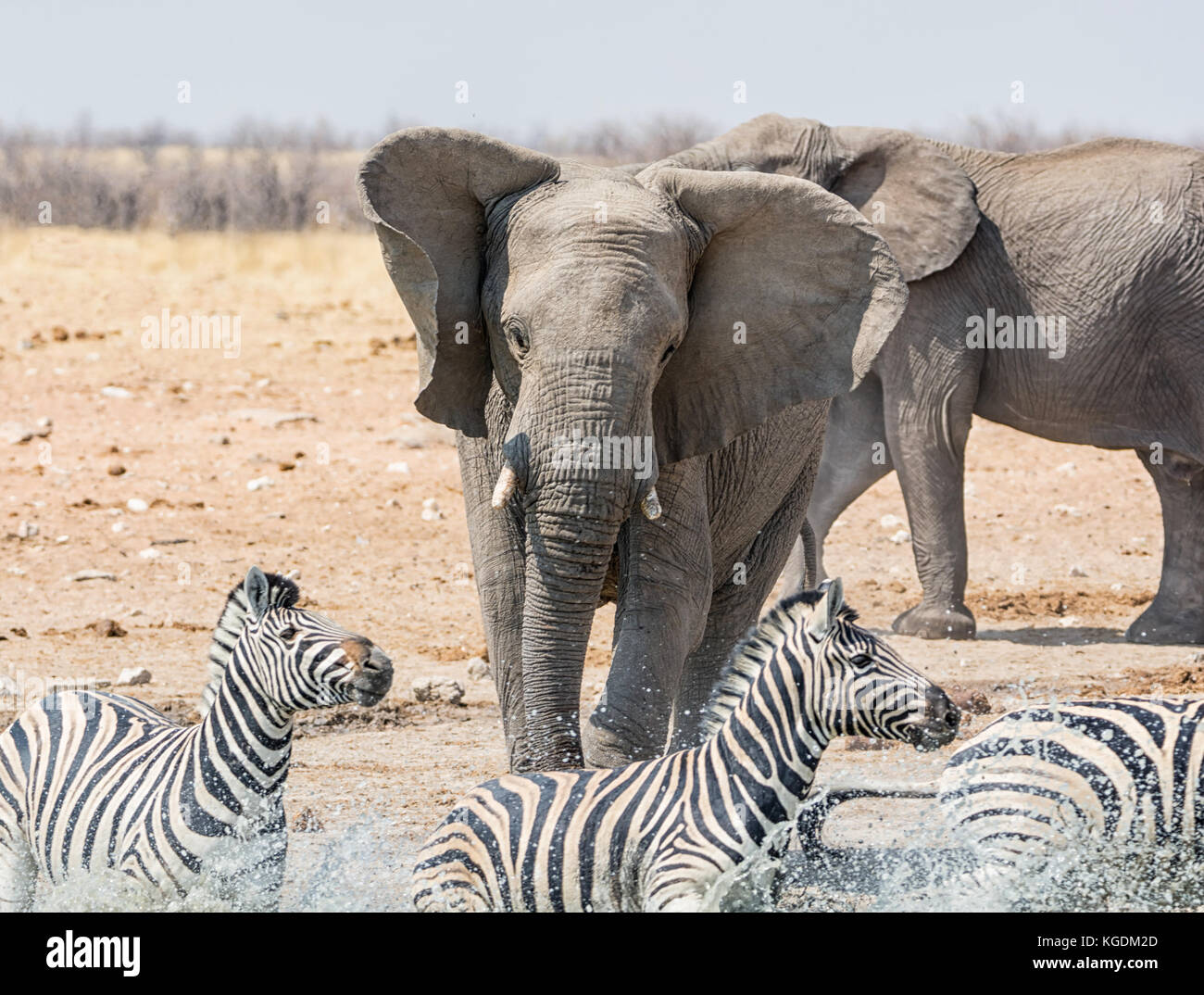Elephant with zebra hi-res stock photography and images - Alamy