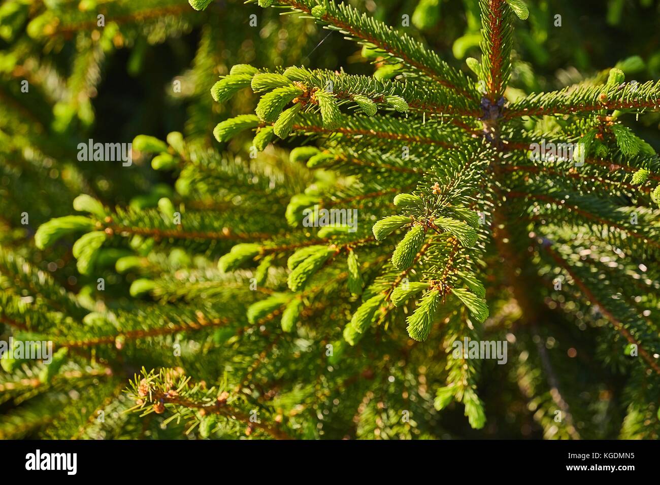 Pine Tree Closeup Stock Photo - Alamy