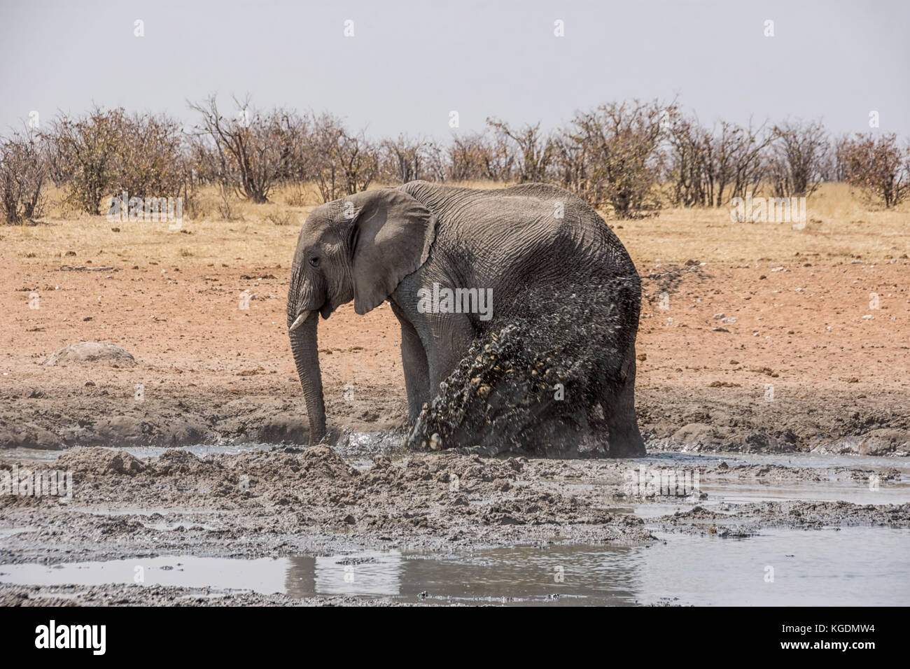 An African Elephant enjoying a mud bath in a watering hole in Namibian ...