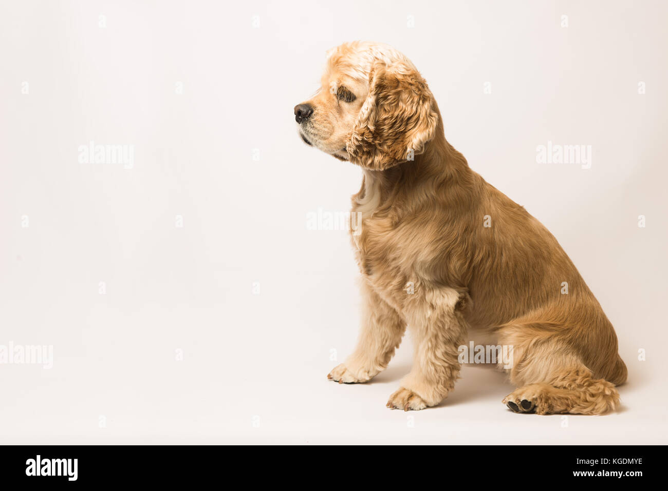 American cocker spaniel on white background. The dog sits, side view ...