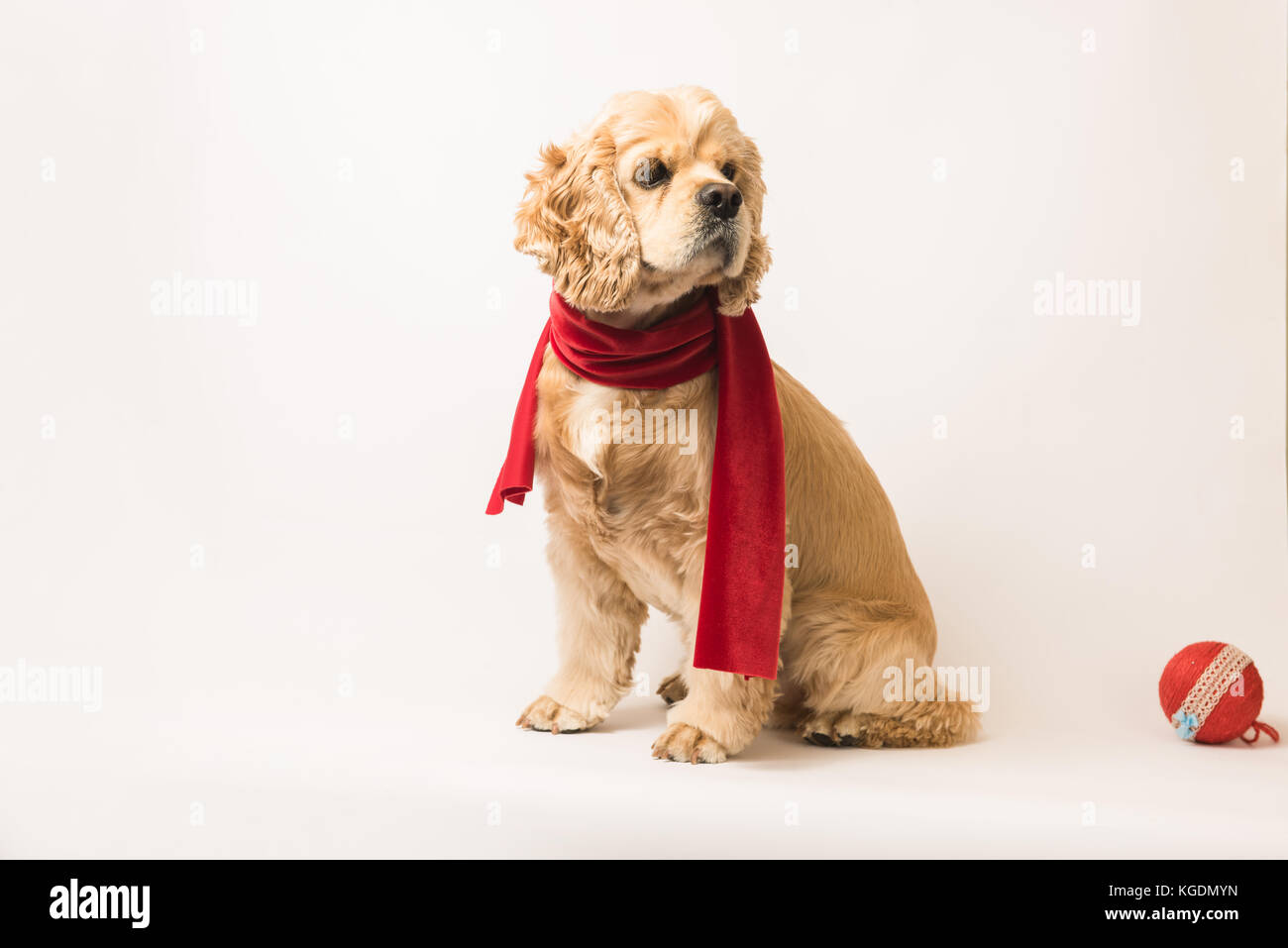 American cocker spaniel in a red scarf on white background. The dog ...