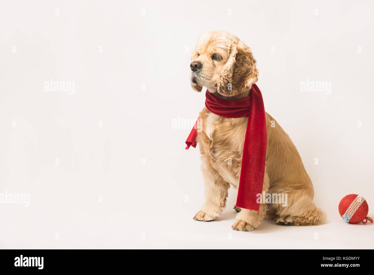 American cocker spaniel in a red scarf on white background. The dog ...