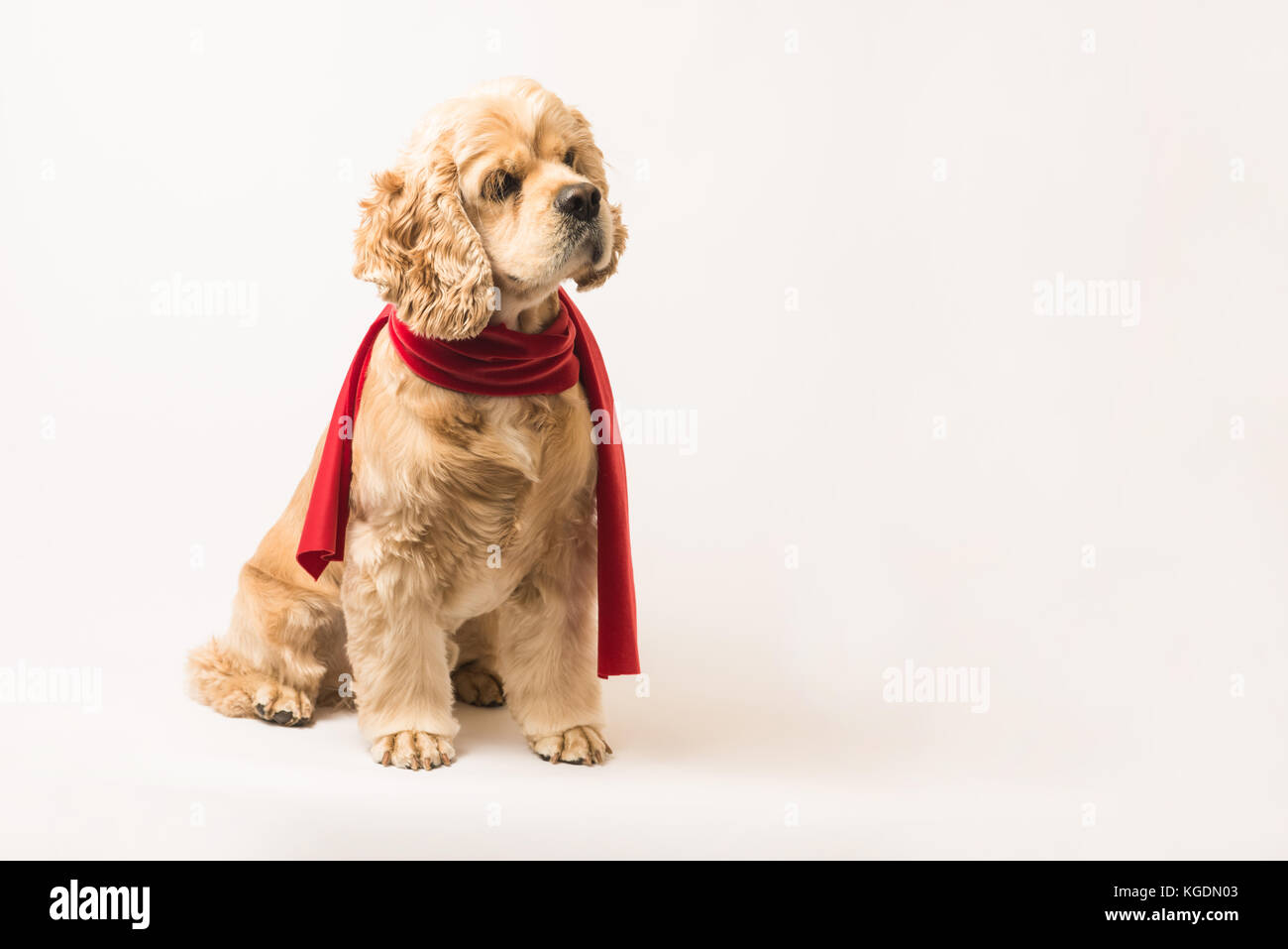 American cocker spaniel in a red scarf on white background. The dog ...