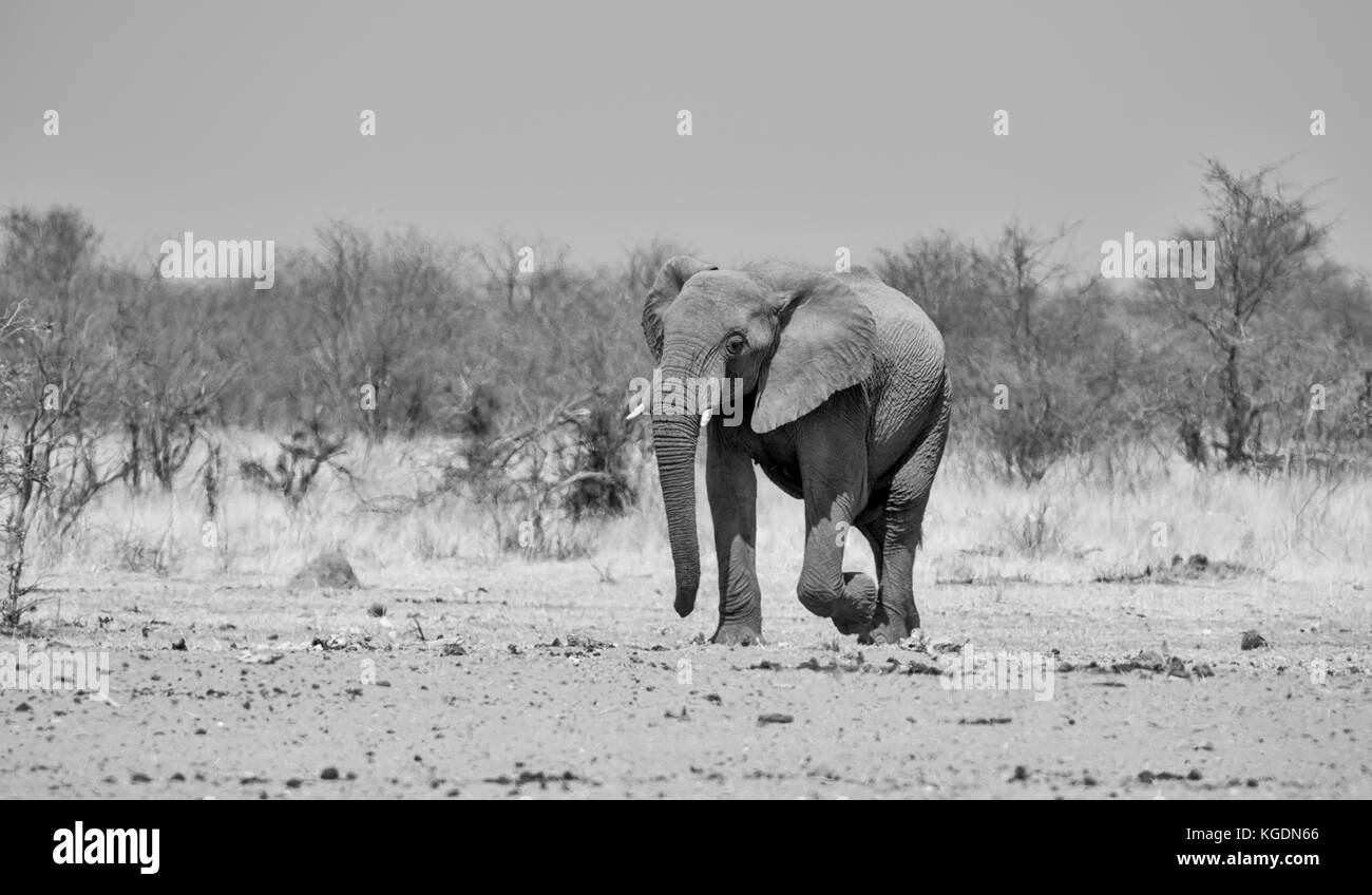 A lone African Elephant walking through Namibian savanna Stock Photo ...
