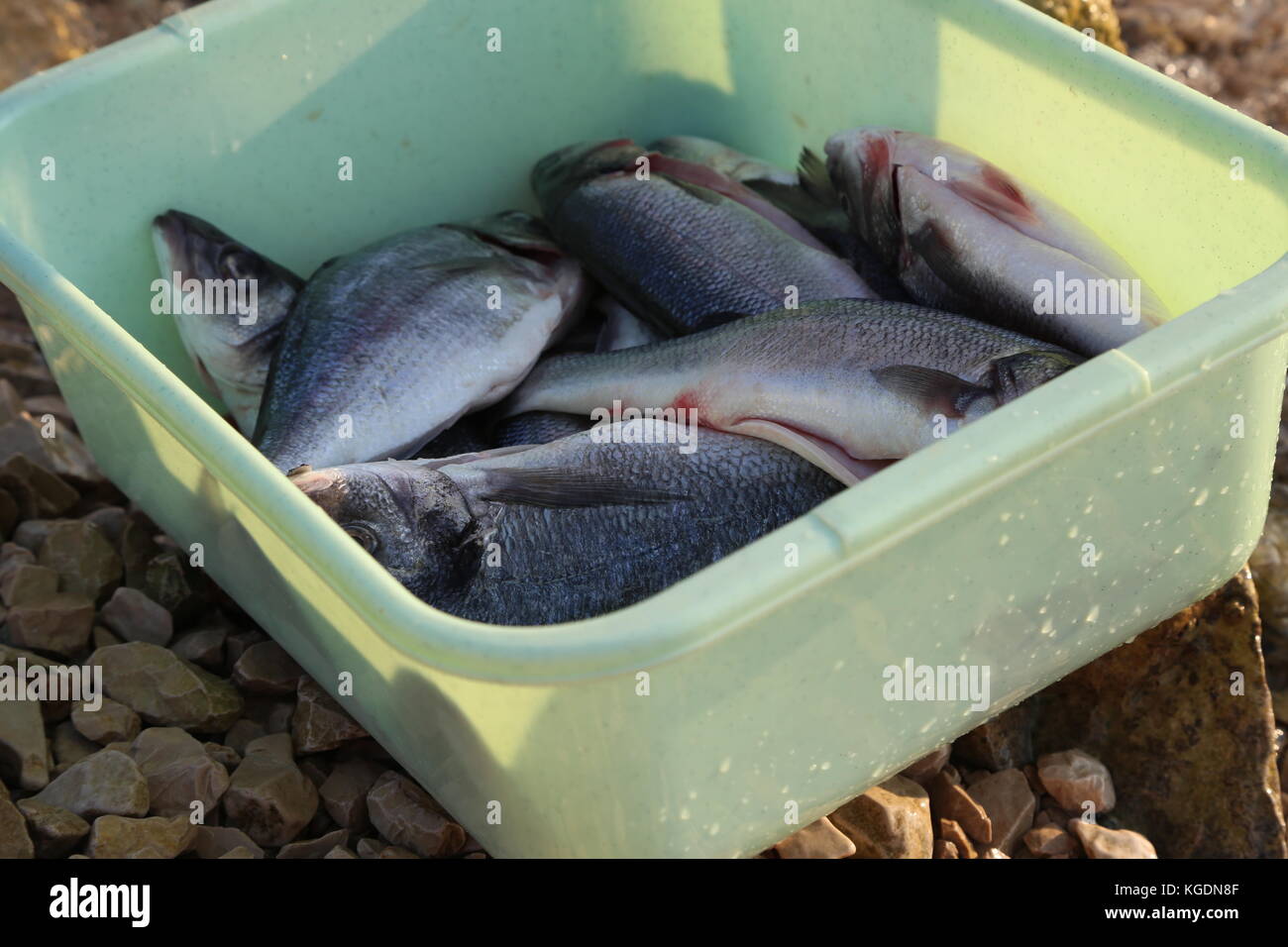 Fresh fish caught in the sea Stock Photo - Alamy
