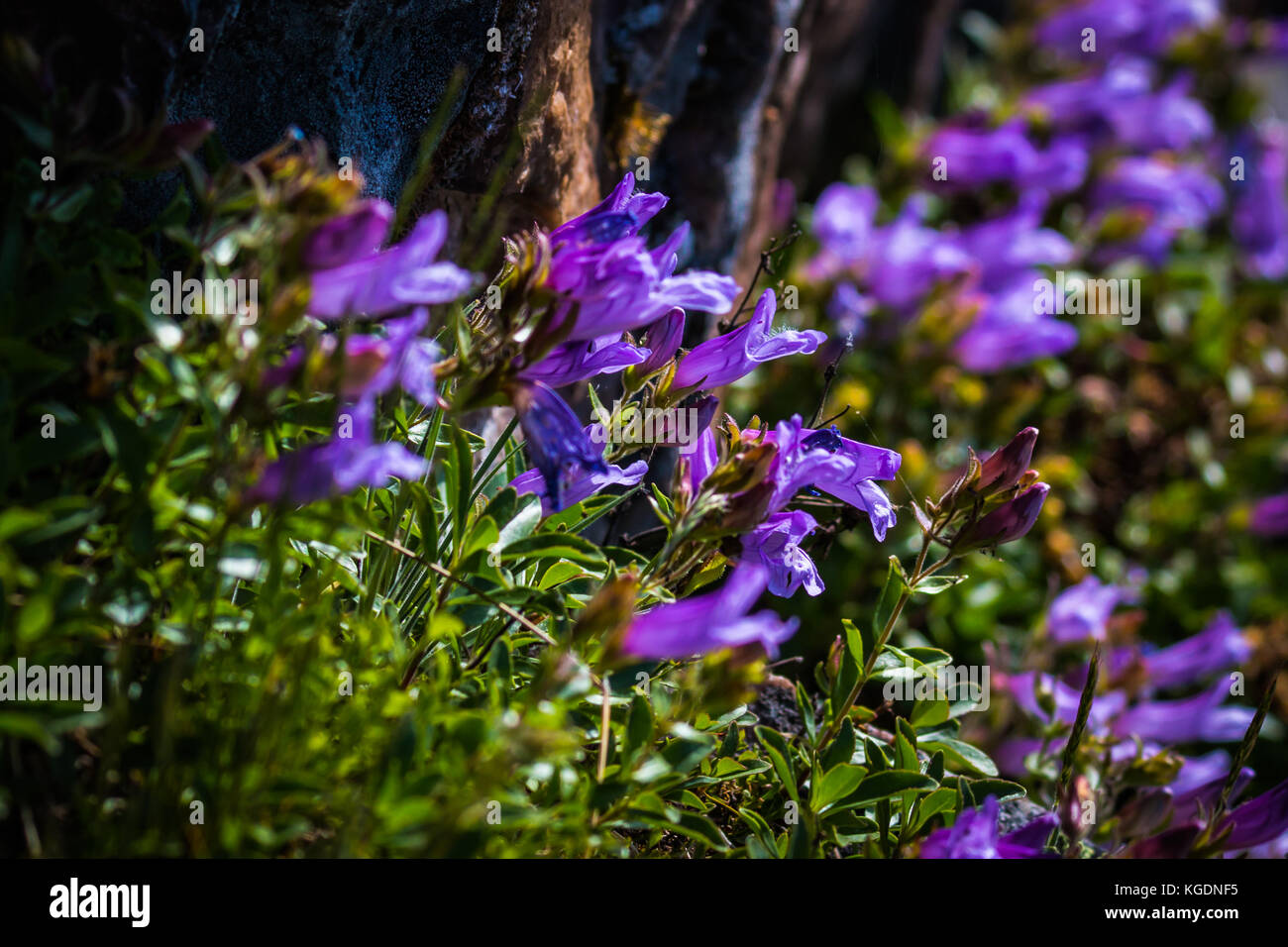 Purple dragon beard wildflower in Lake O'Hara Stock Photo - Alamy