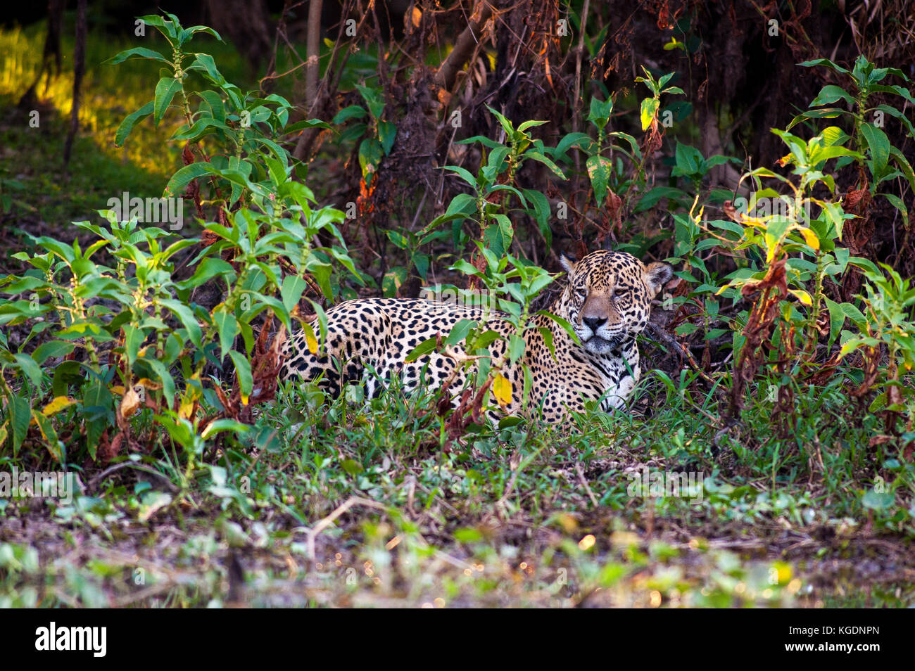 Jaguar the biggest carnivore in South America at Pantanal Of Mato ...