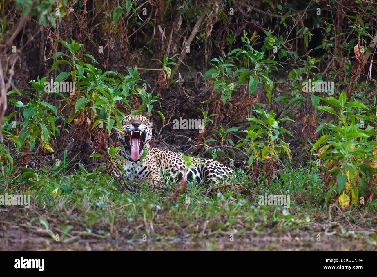 Jaguar the biggest carnivore in South America at Pantanal Of Mato ...