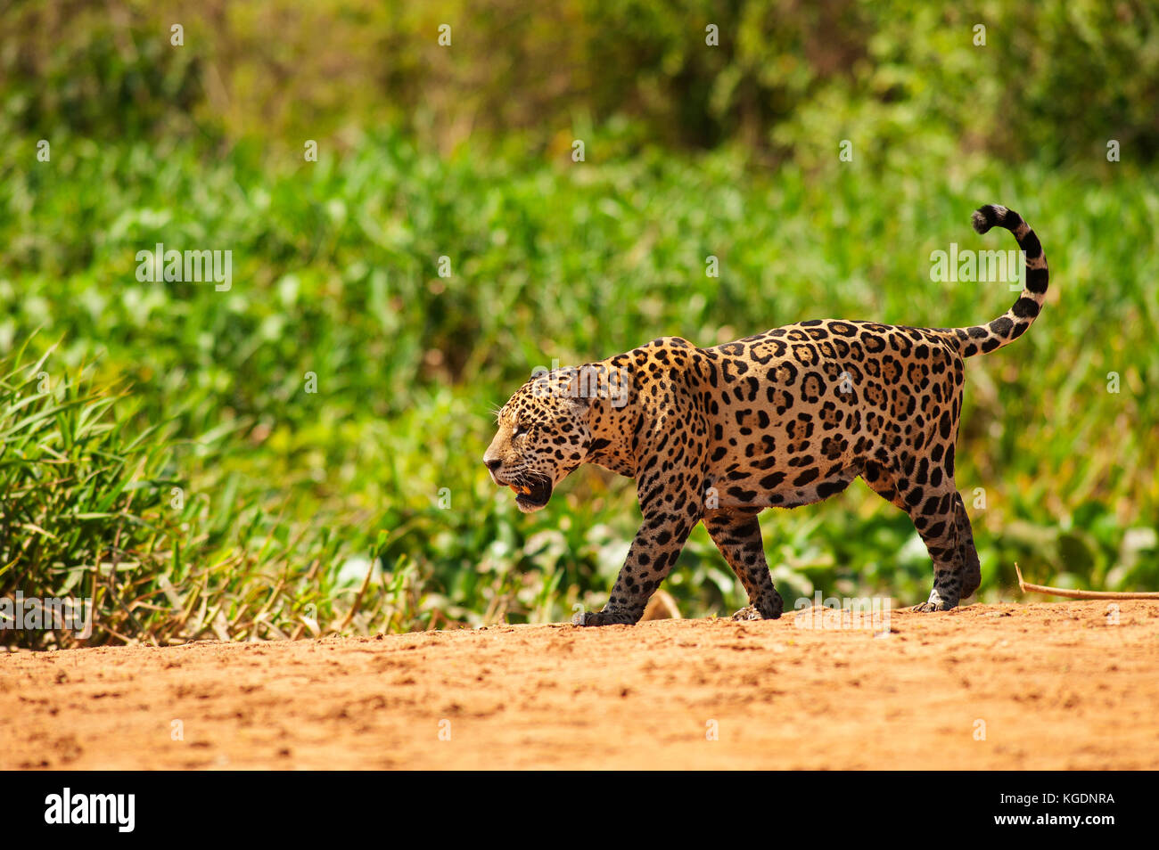 Jaguar the biggest carnivore in South America at Pantanal Of Mato ...
