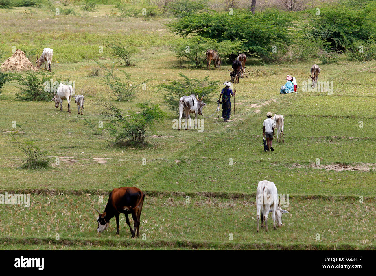 Rural scene in the interior of Karnataka, India Stock Photo - Alamy