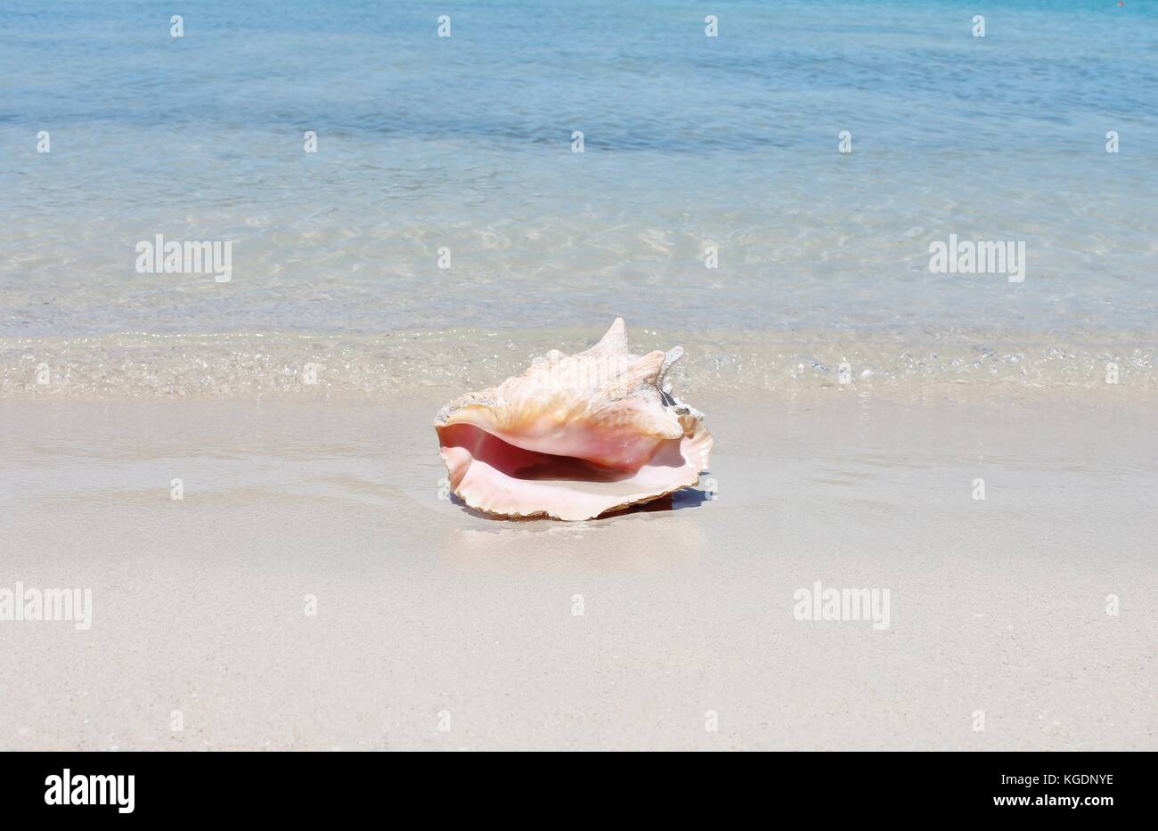 Conch shell on sand beach with sea waves background copy space Stock ...