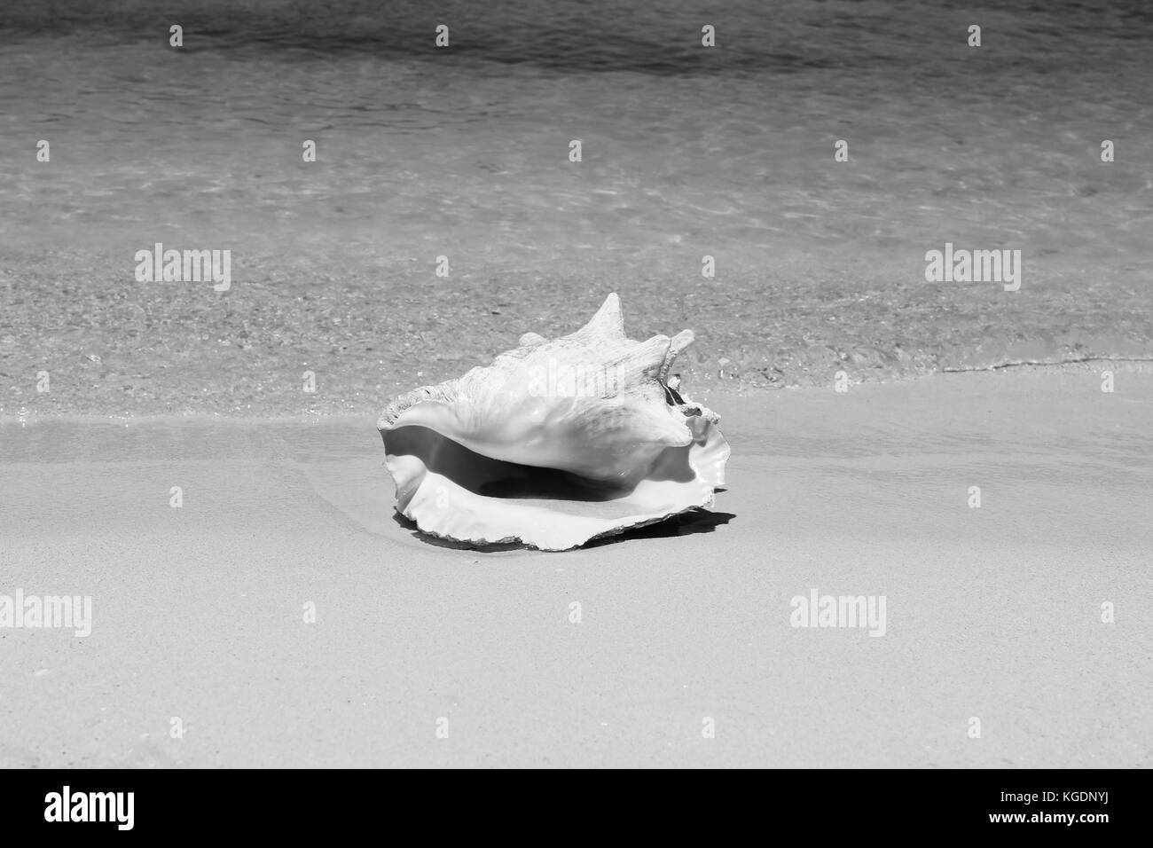 Conch shell on sand beach with sea waves background copy space Stock ...