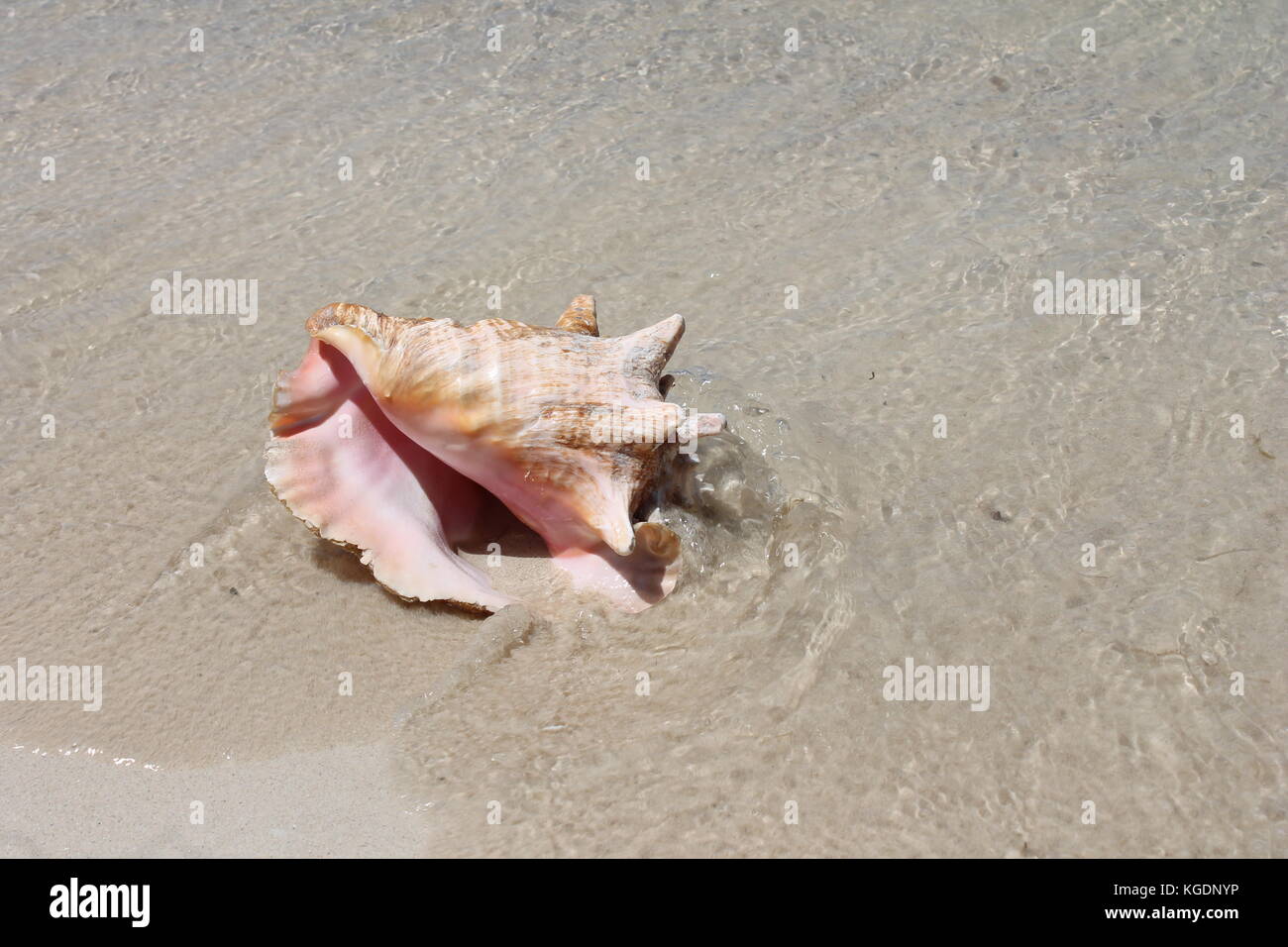 beach conch shell waves sand sandy tropical paradise background copy ...