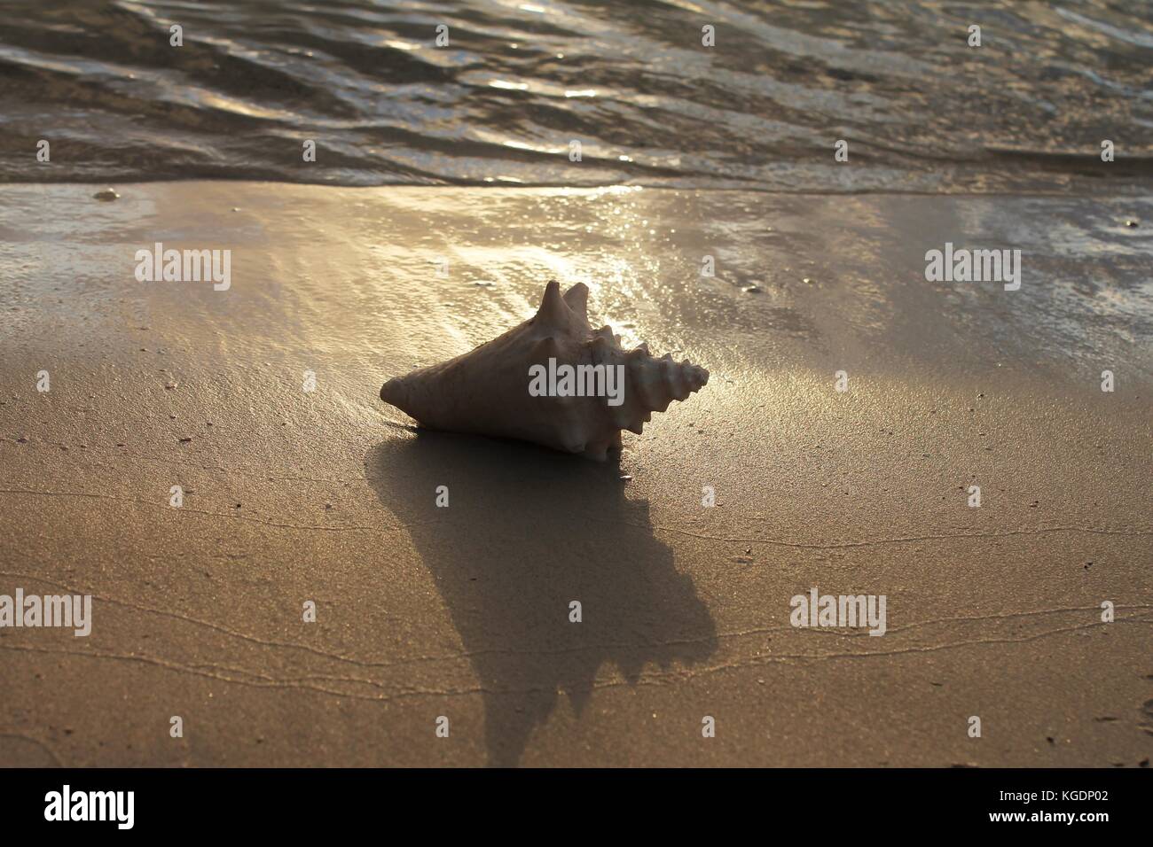 beach conch shell waves sand sandy tropical paradise background copy ...