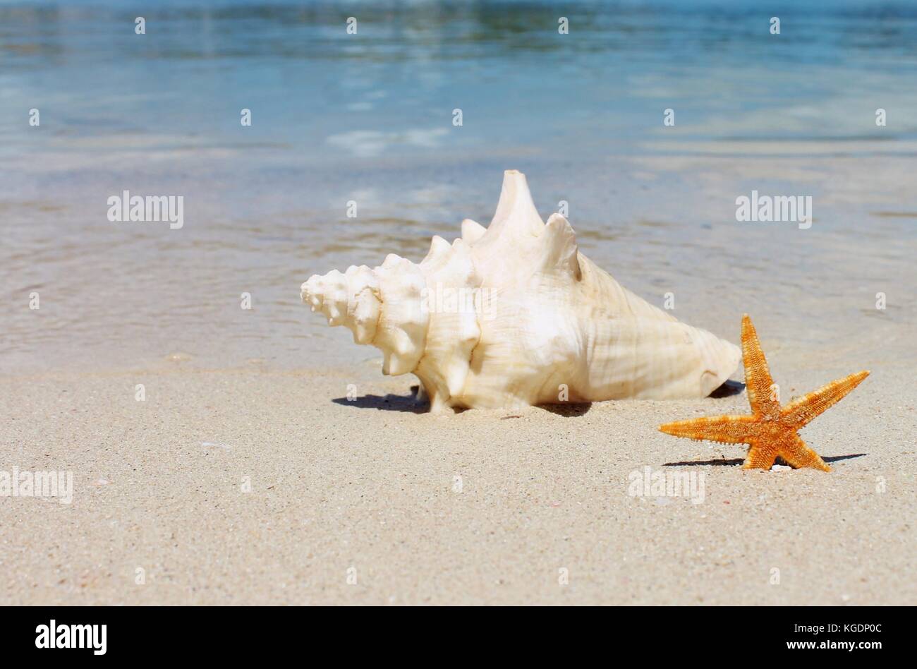 Conch reef florida hi-res stock photography and images - Alamy