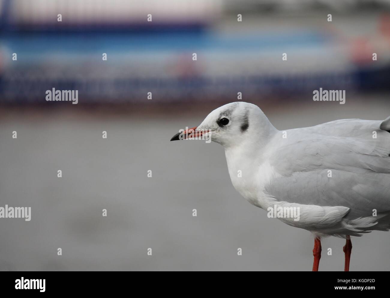 seagull black headed gull bird background with copy space uk England ...