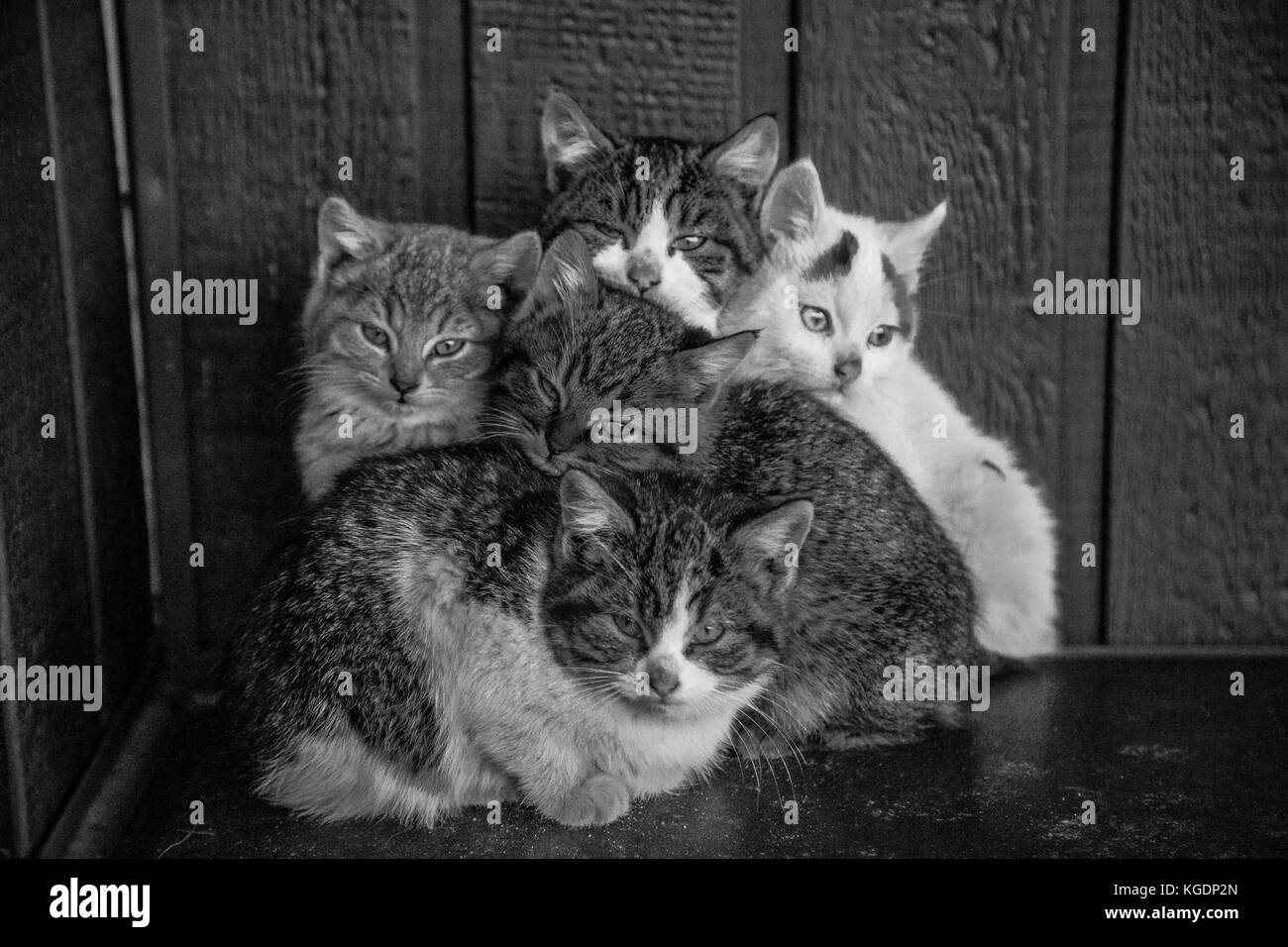 Snuggle cat Black and White Stock Photos & Images - Alamy