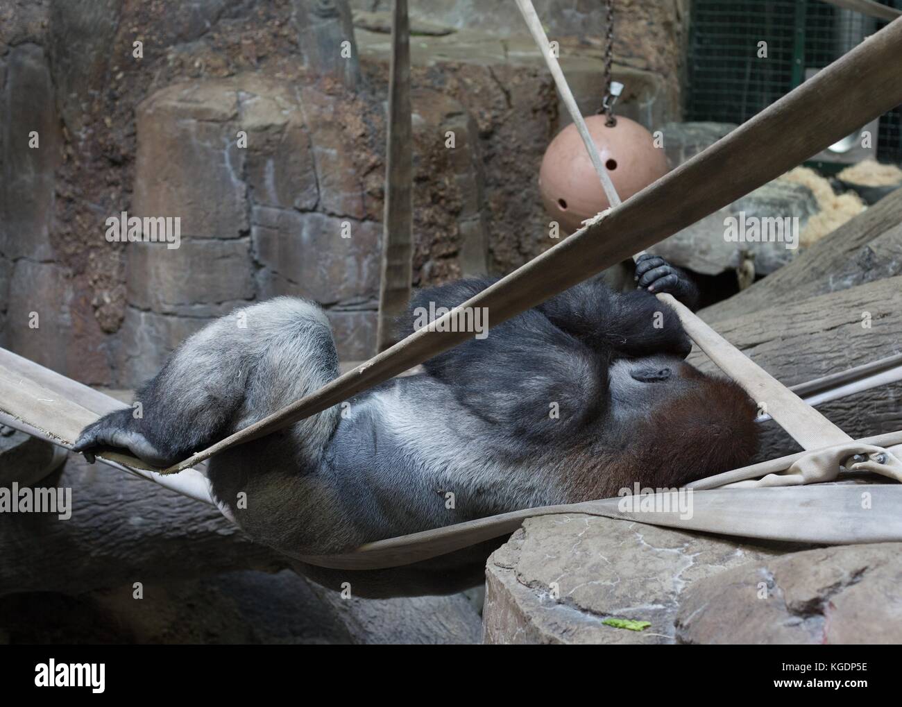 A gorilla in a zoo setting Stock Photo - Alamy