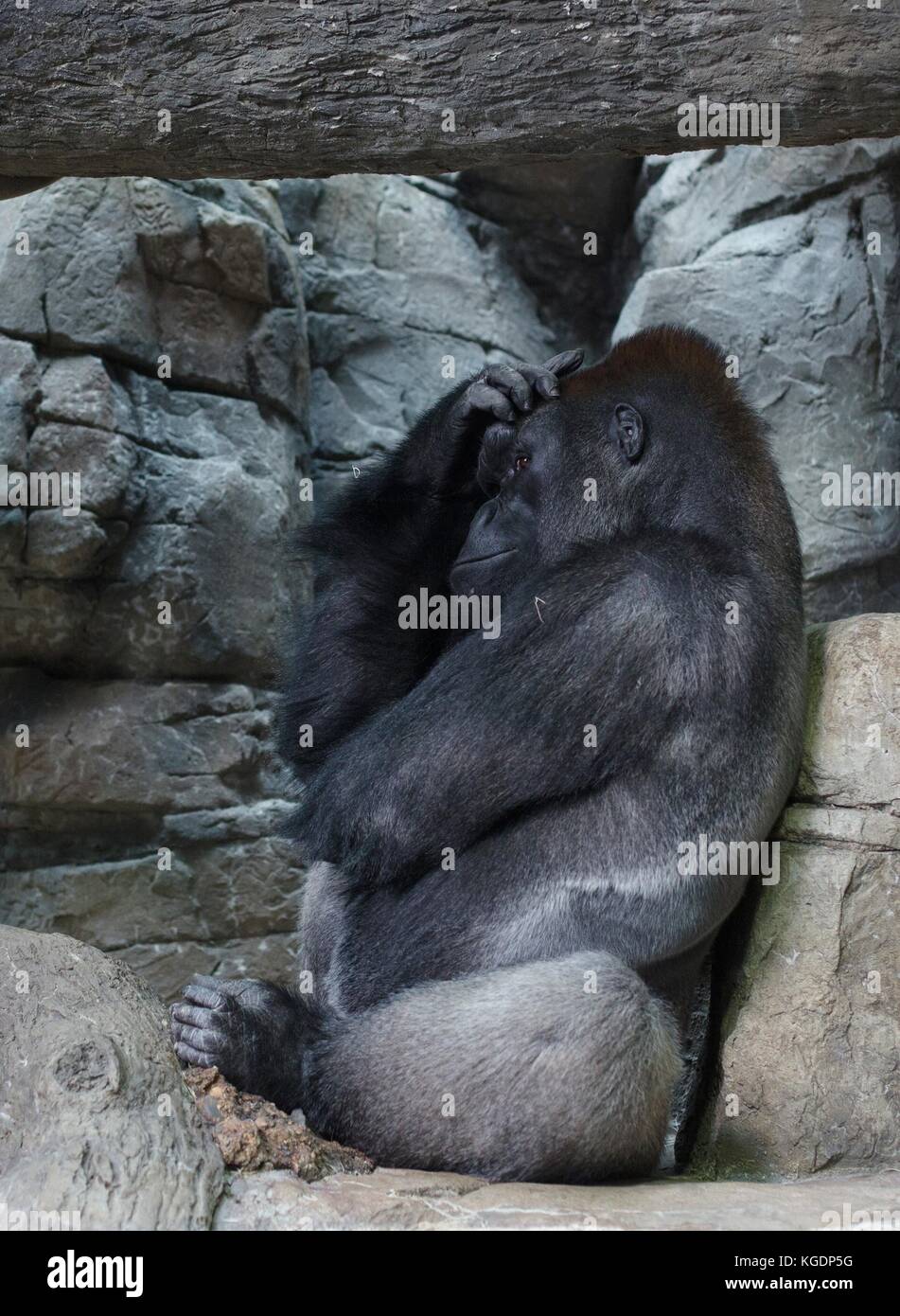 Zoo setting hi-res stock photography and images - Alamy
